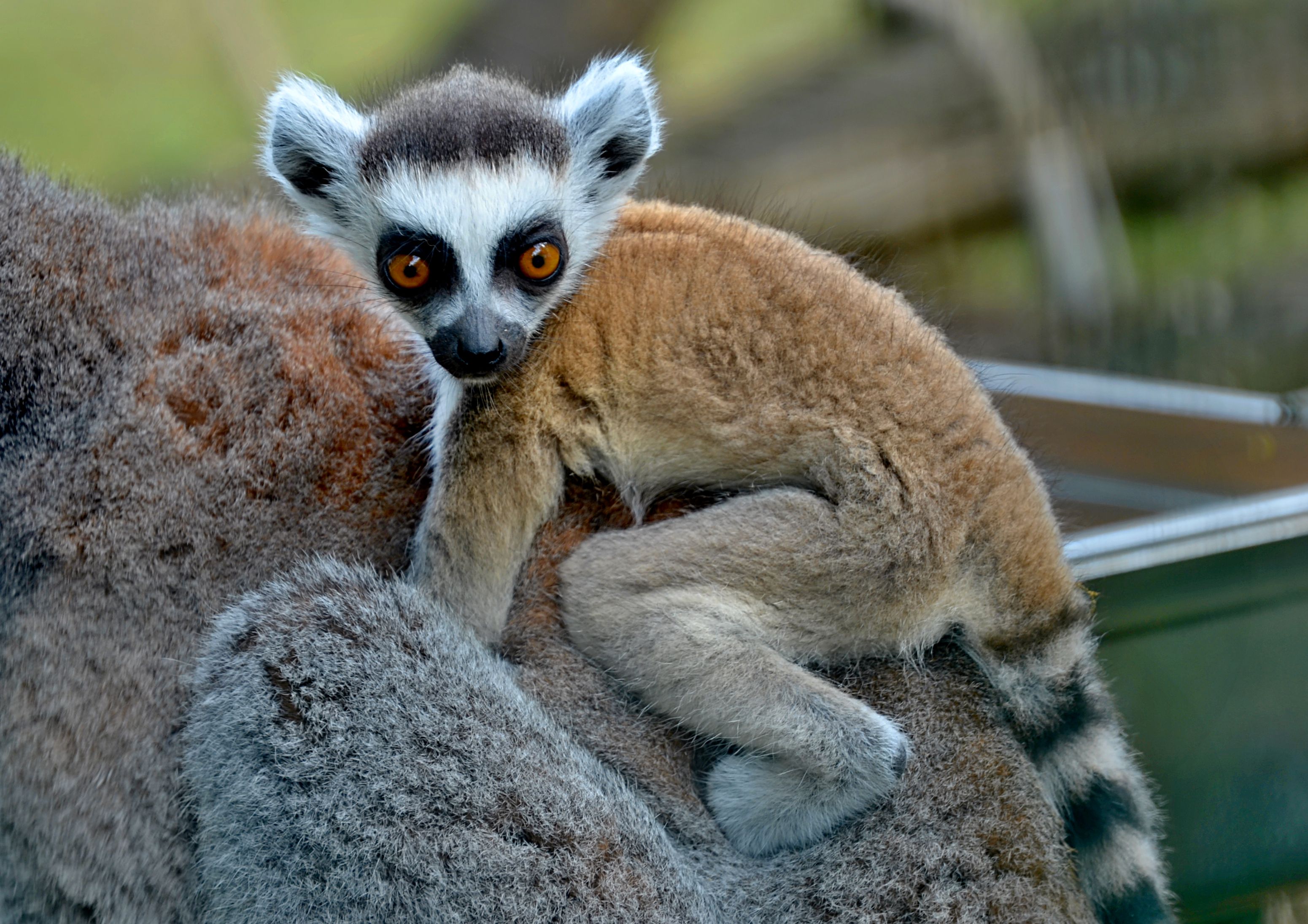 Adorable Ring Tailed Lemur Baby On Mother S Back Free Stock Photo