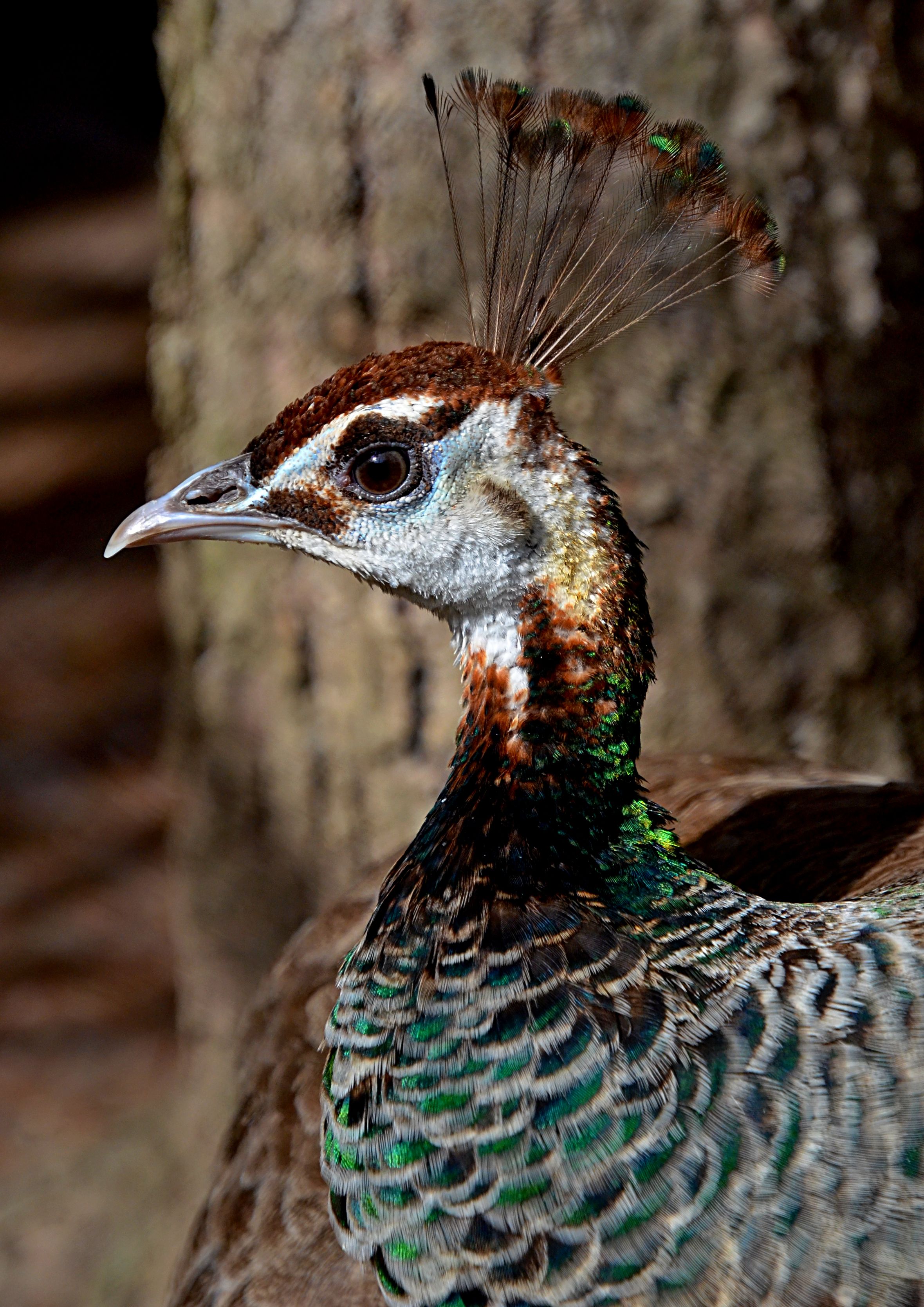 Peahen 날개 Photos, Download The BEST Free Peahen 날개 Stock Photos & HD Images