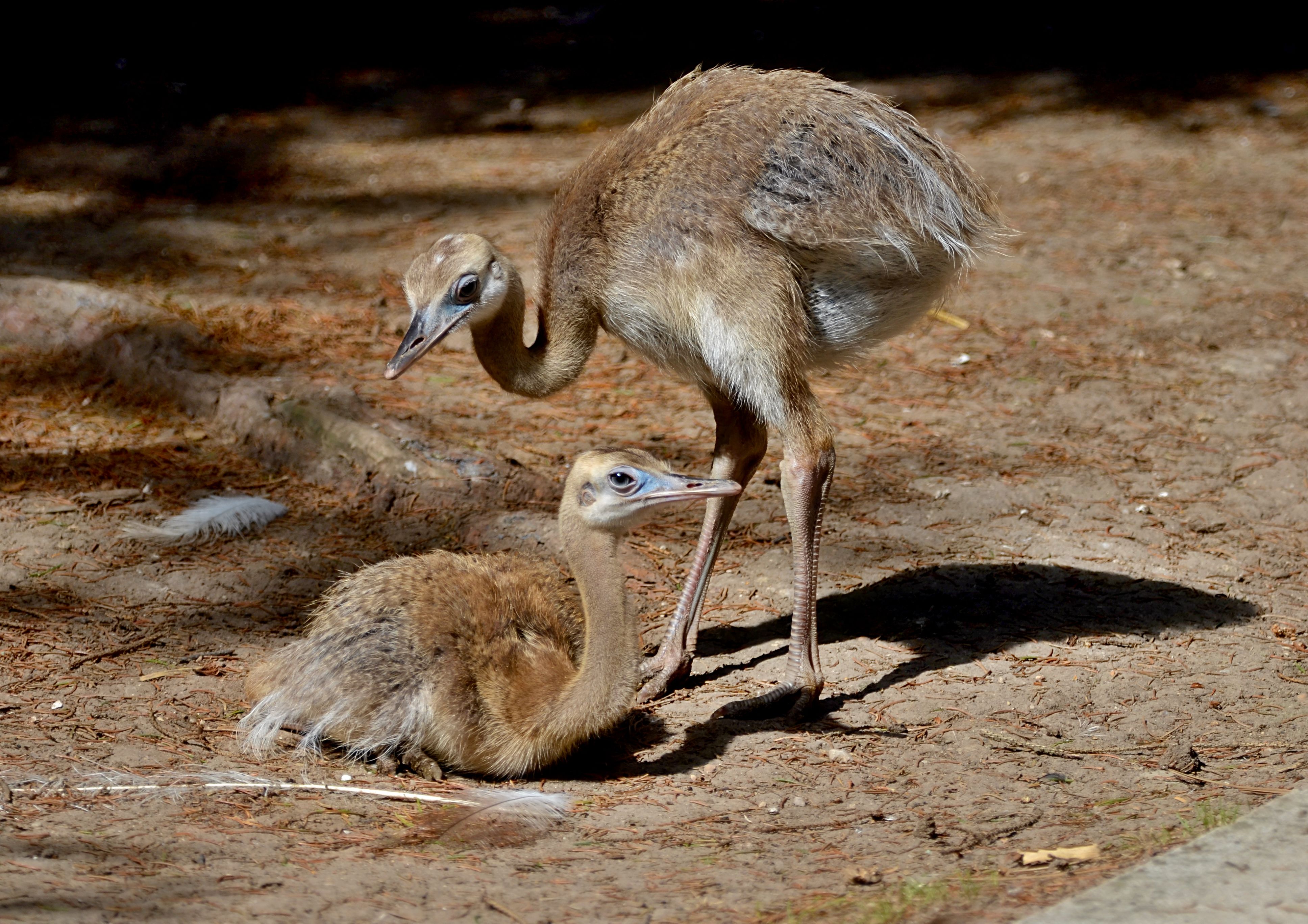 Two Ostrich Chicks in Natural Habitat Outdoors · Free Stock Photo
