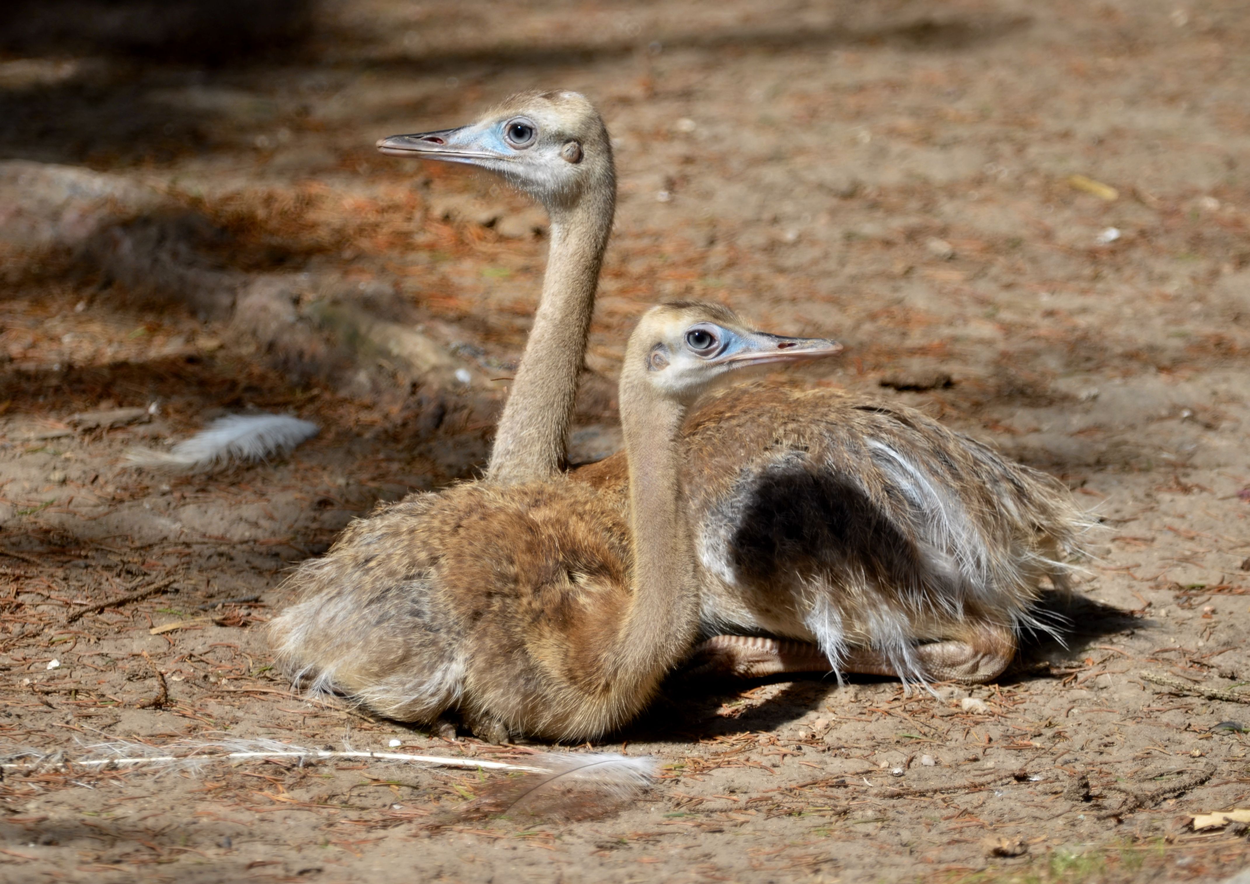 Young Ostriches Resting on Sunlit Ground · Free Stock Photo