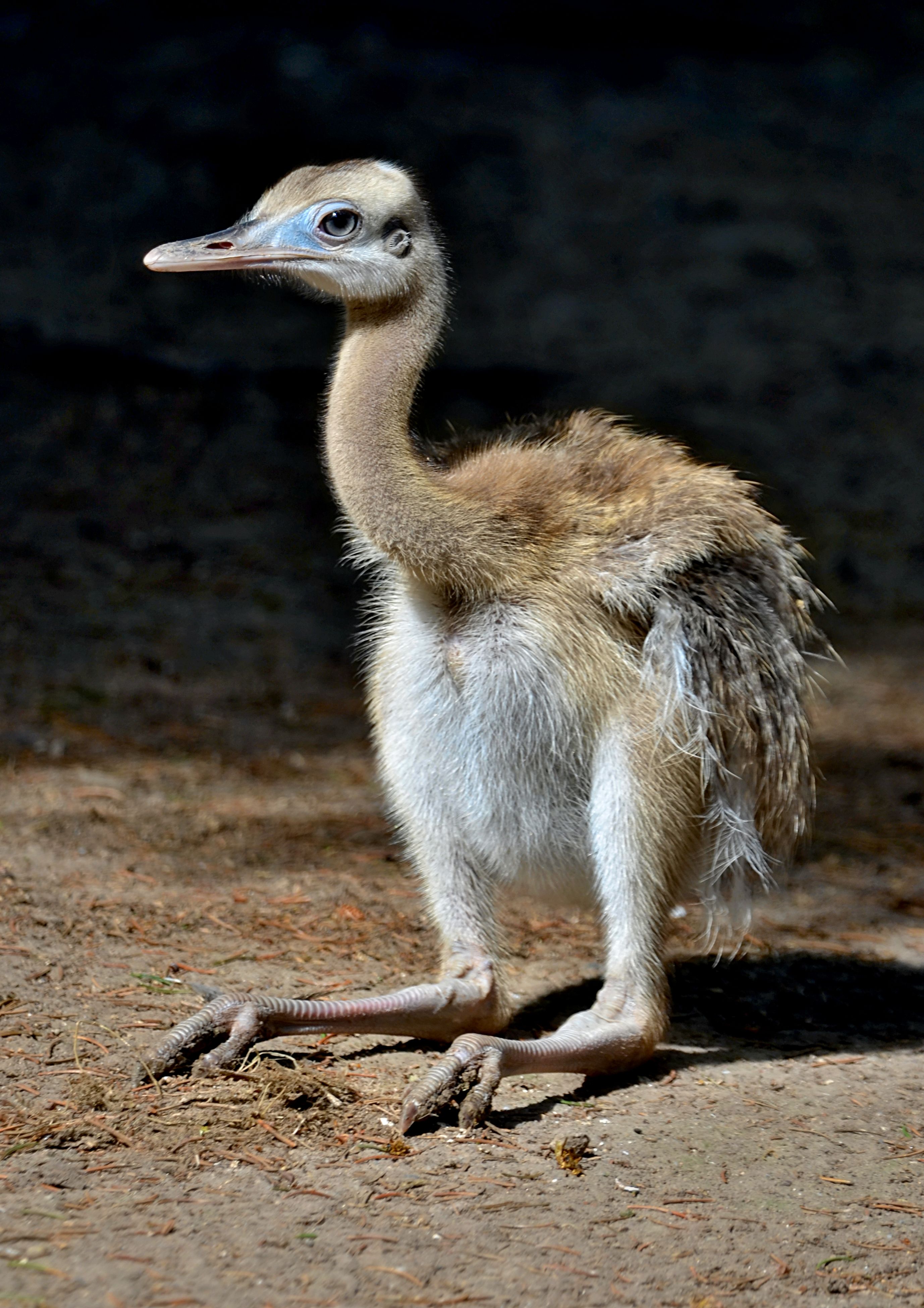 Young Ostrich Chick in Natural Habitat · Free Stock Photo