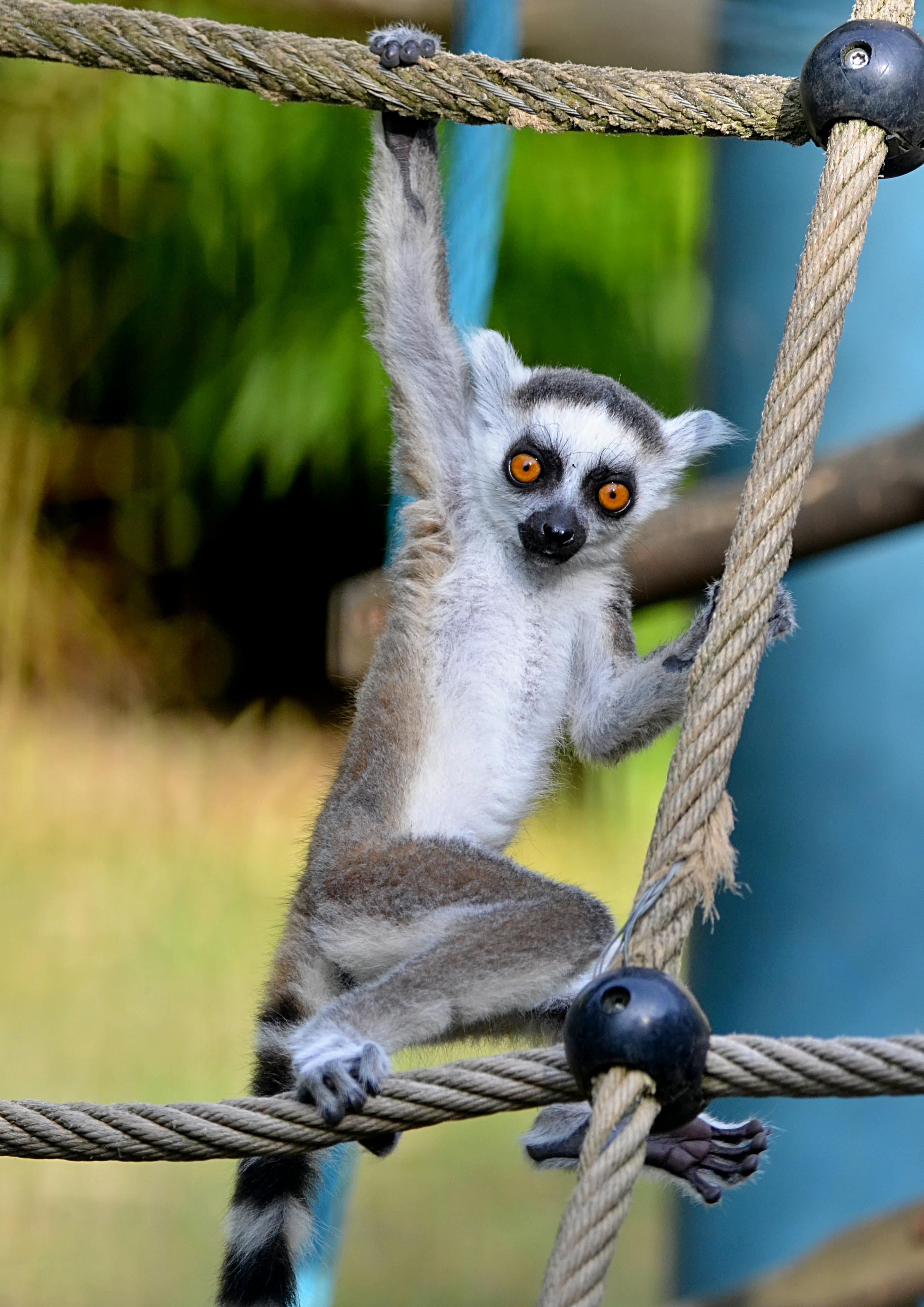 Playful Ring-Tailed Lemur Climbing Rope Outdoors · Free Stock Photo