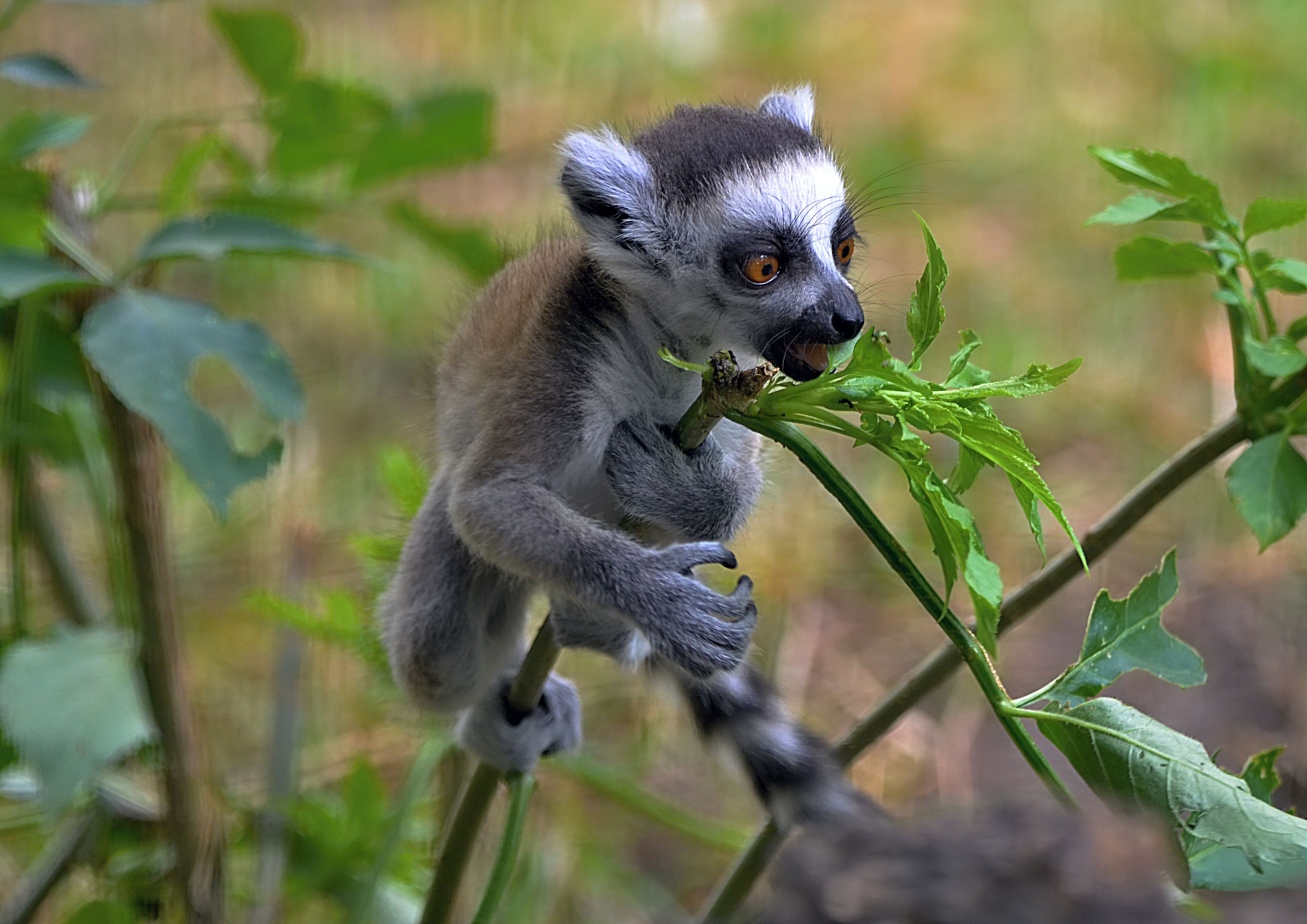 Ring-Tailed Lemur Eating in Natural Habitat · Free Stock Photo