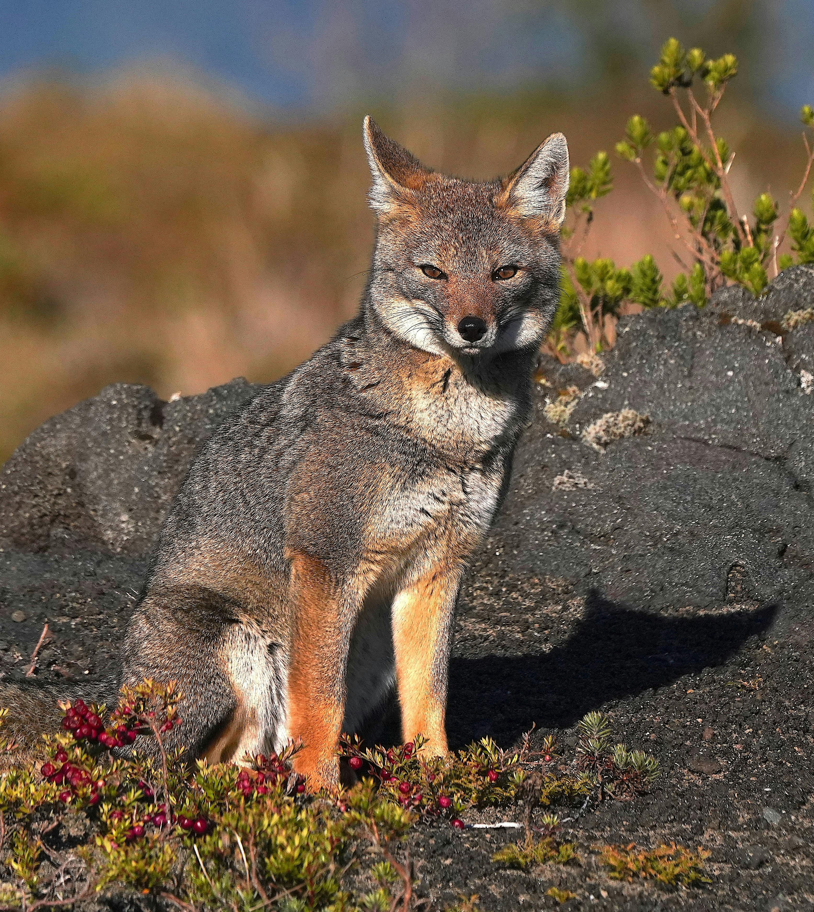 Foxy Di Photos, Download The BEST Free Foxy Di Stock Photos & HD Images