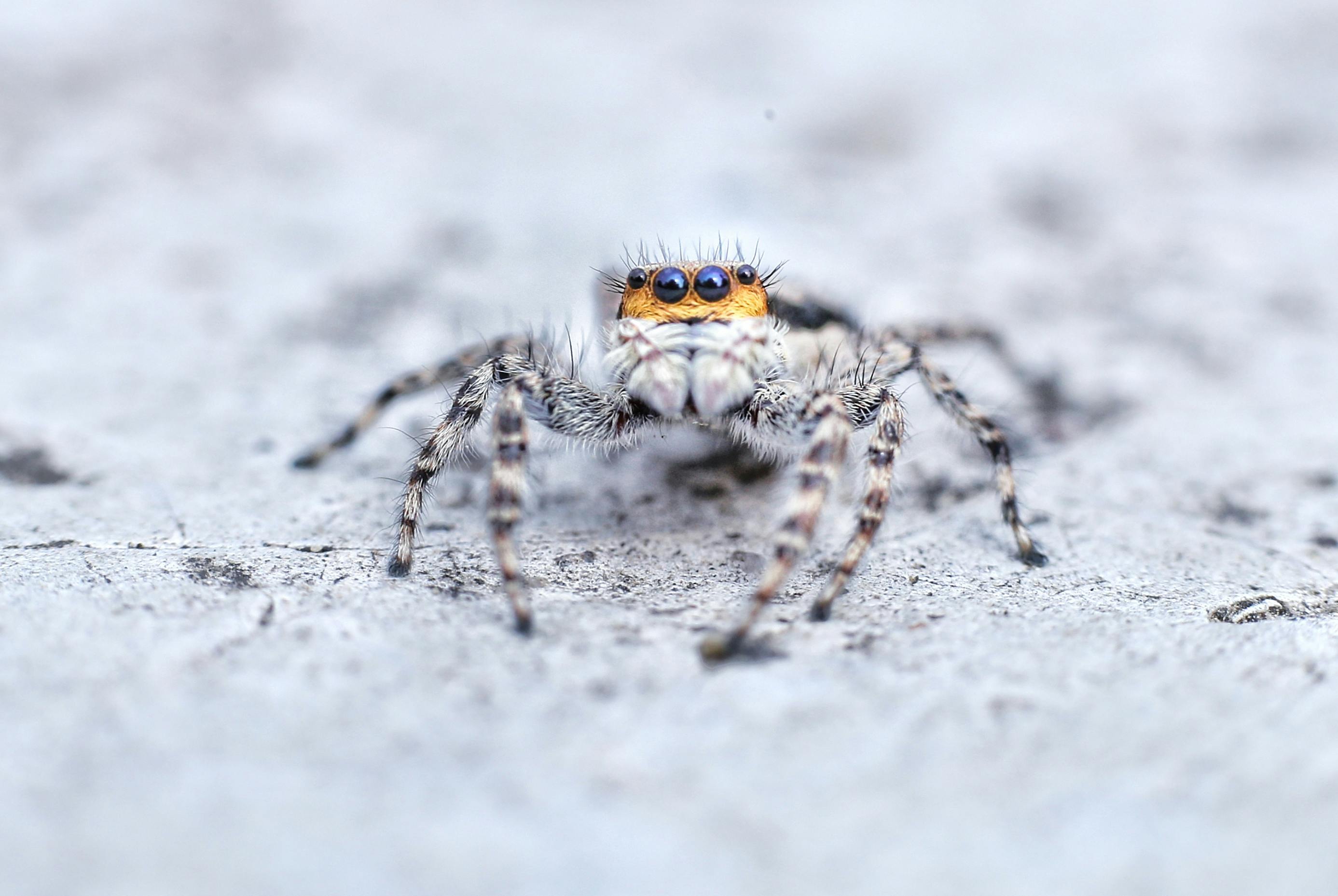 Close-up of Spider on Web Against Black Background · Free Stock Photo