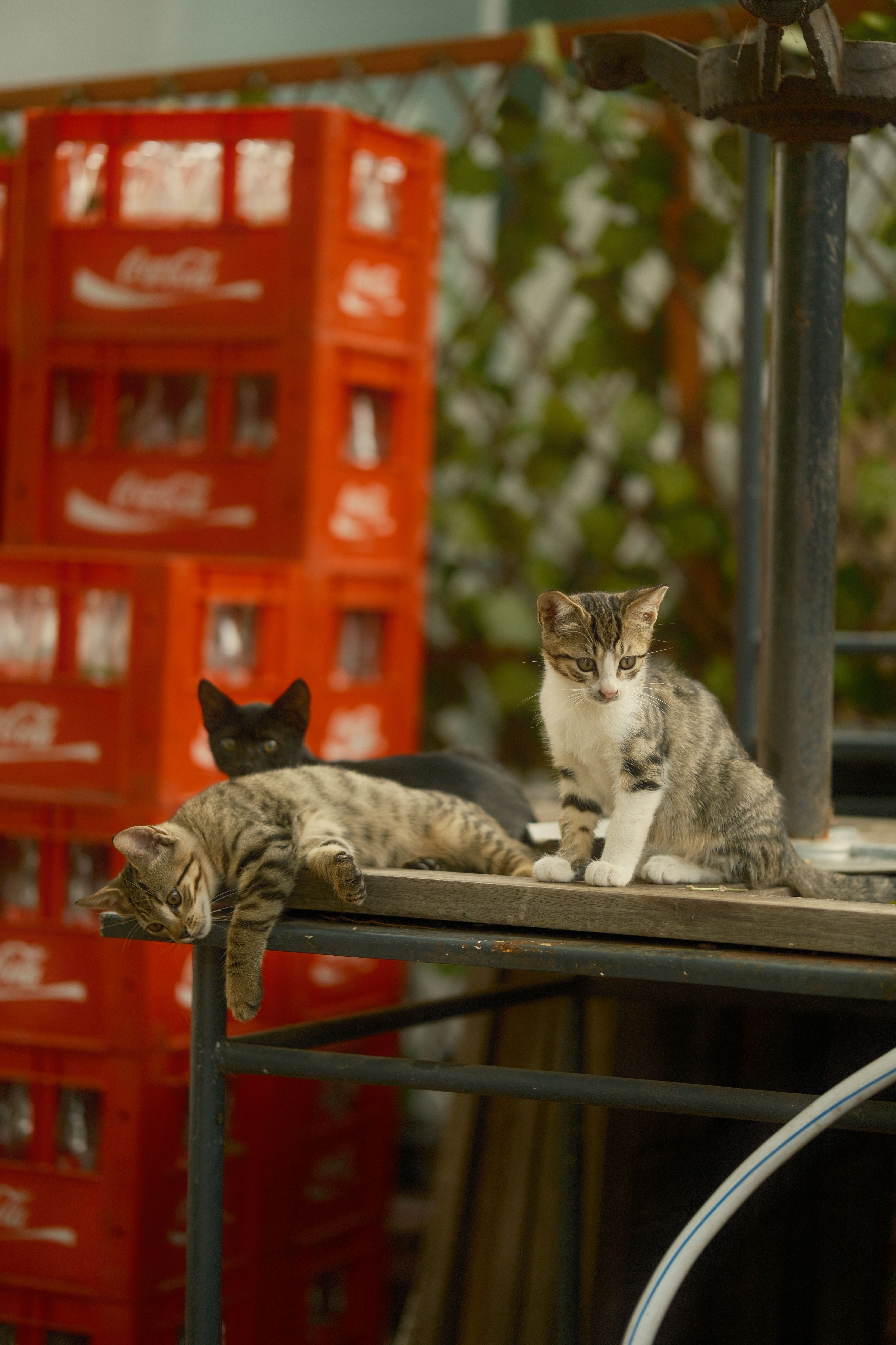 Real Cats Photos, Download The BEST Free Real Cats Stock Photos & HD Images