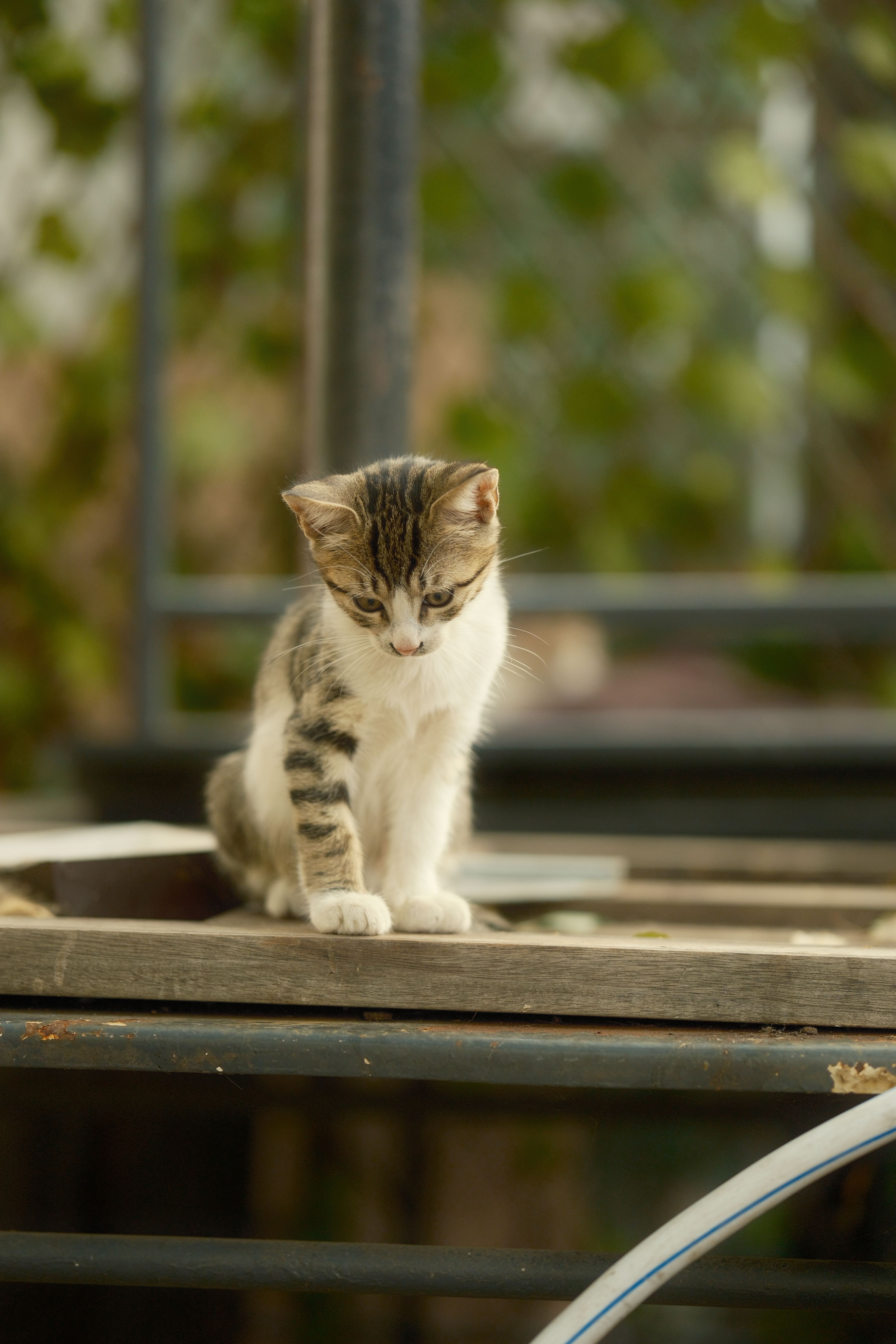 Photo of a Cute Cat · Free Stock Photo