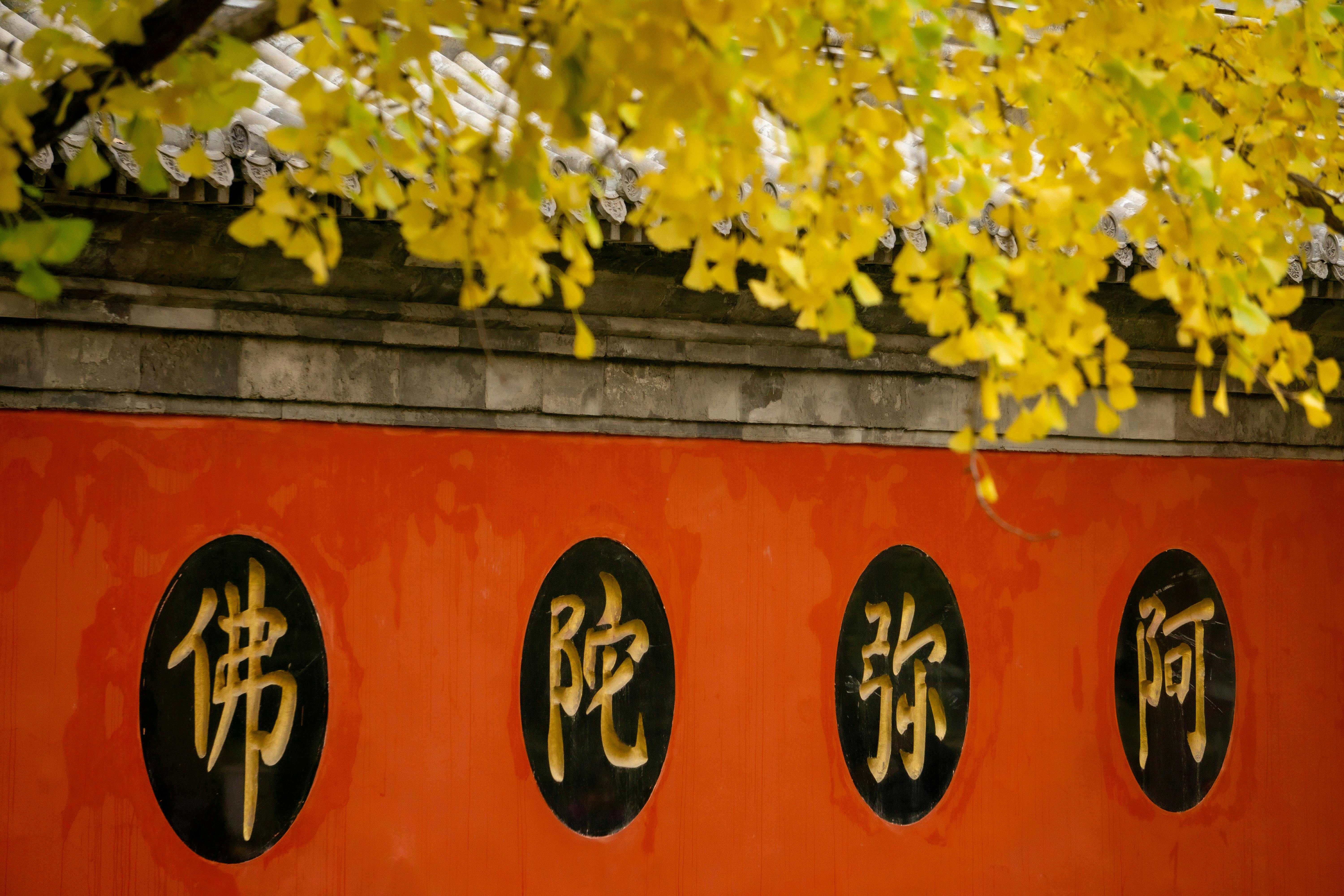 Yellow Leaves and Chinese Temple Wall Art · Free Stock Photo