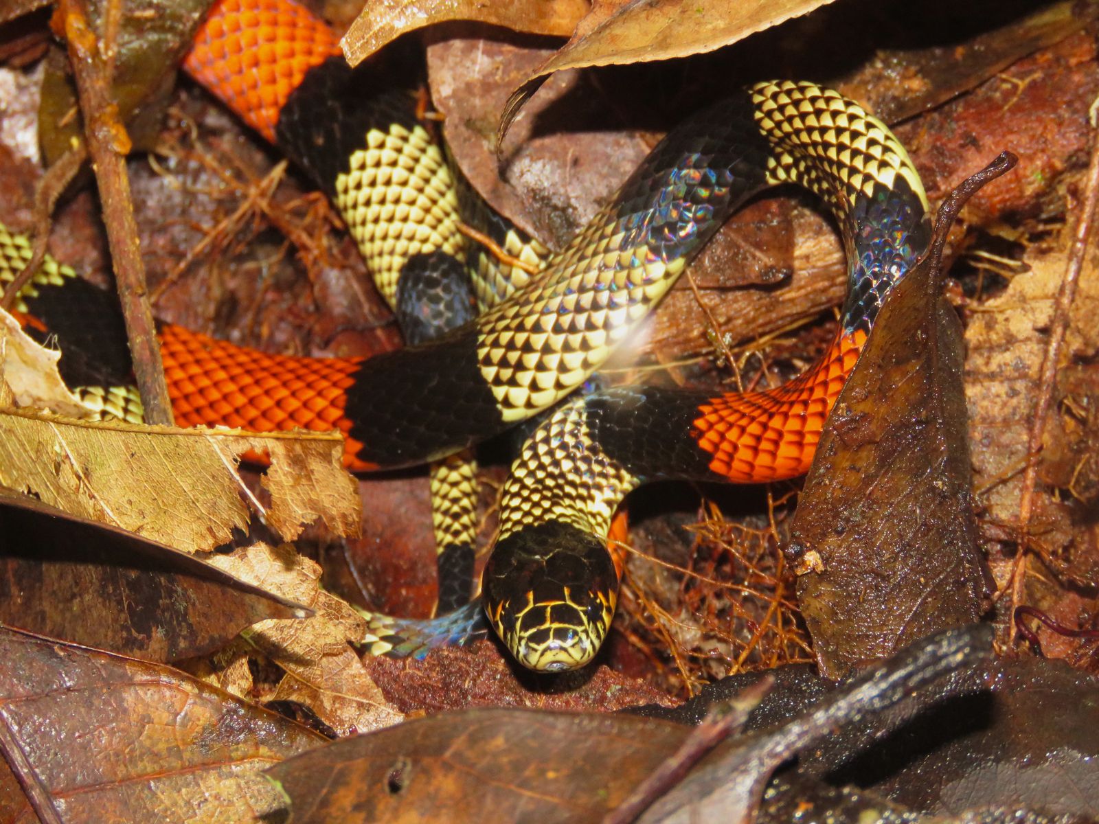Coral Snake Photos, Download The BEST Free Coral Snake Stock Photos ...