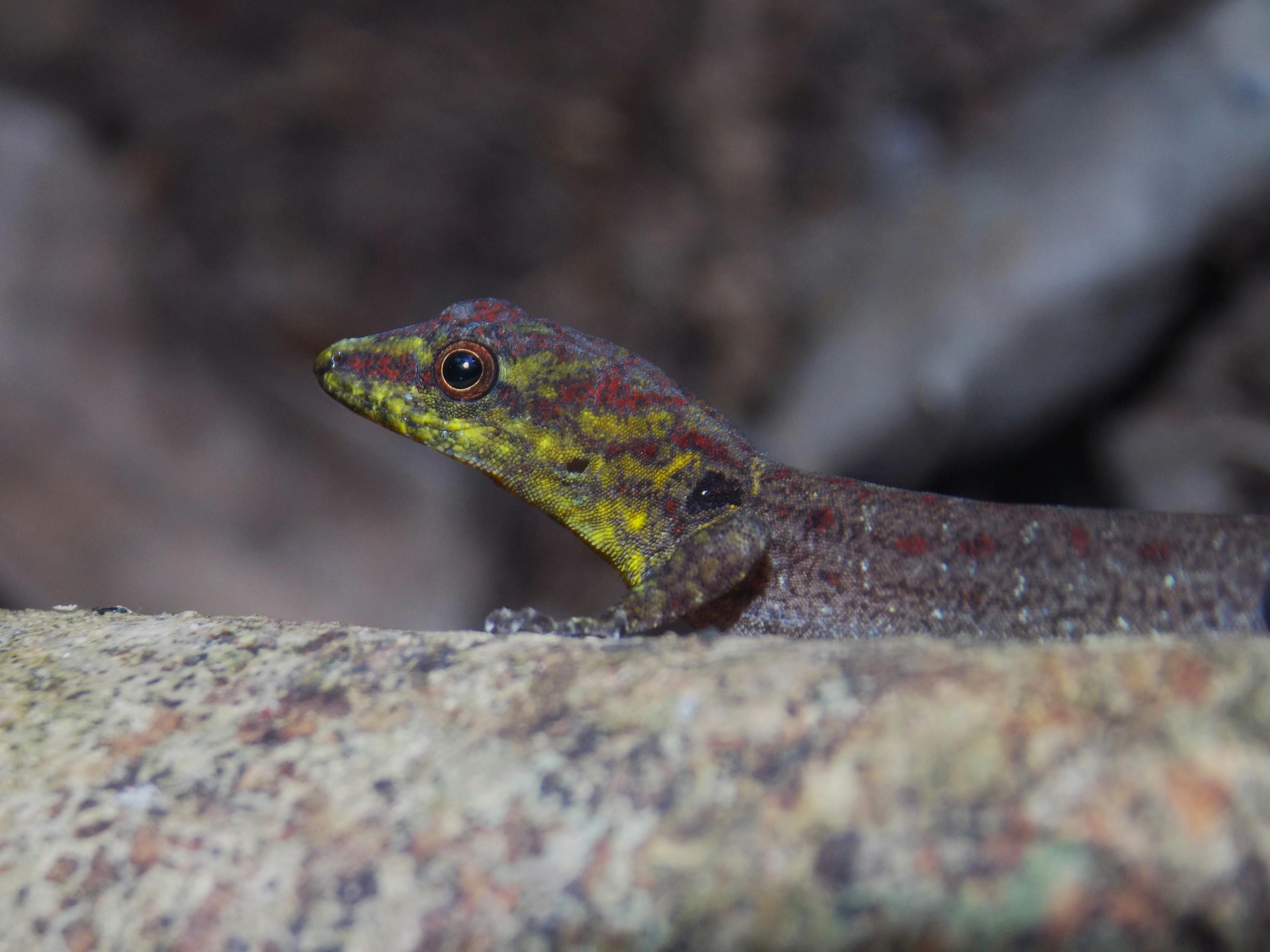 Colorful Brazilian Lizard in Atlantic Forest · Free Stock Photo