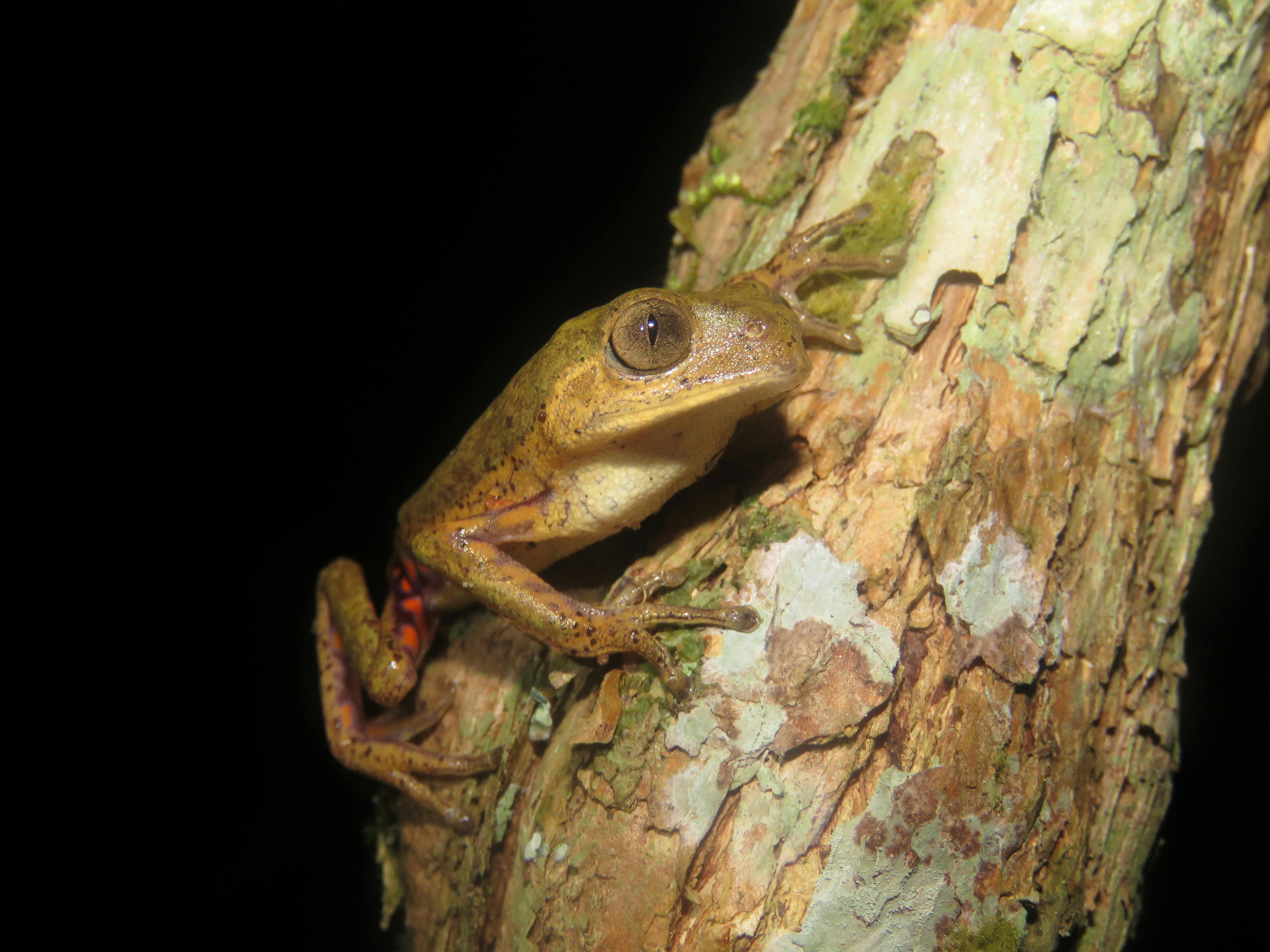 Tree Frog Resting on Tree in Brazilian Rainforest · Free Stock Photo