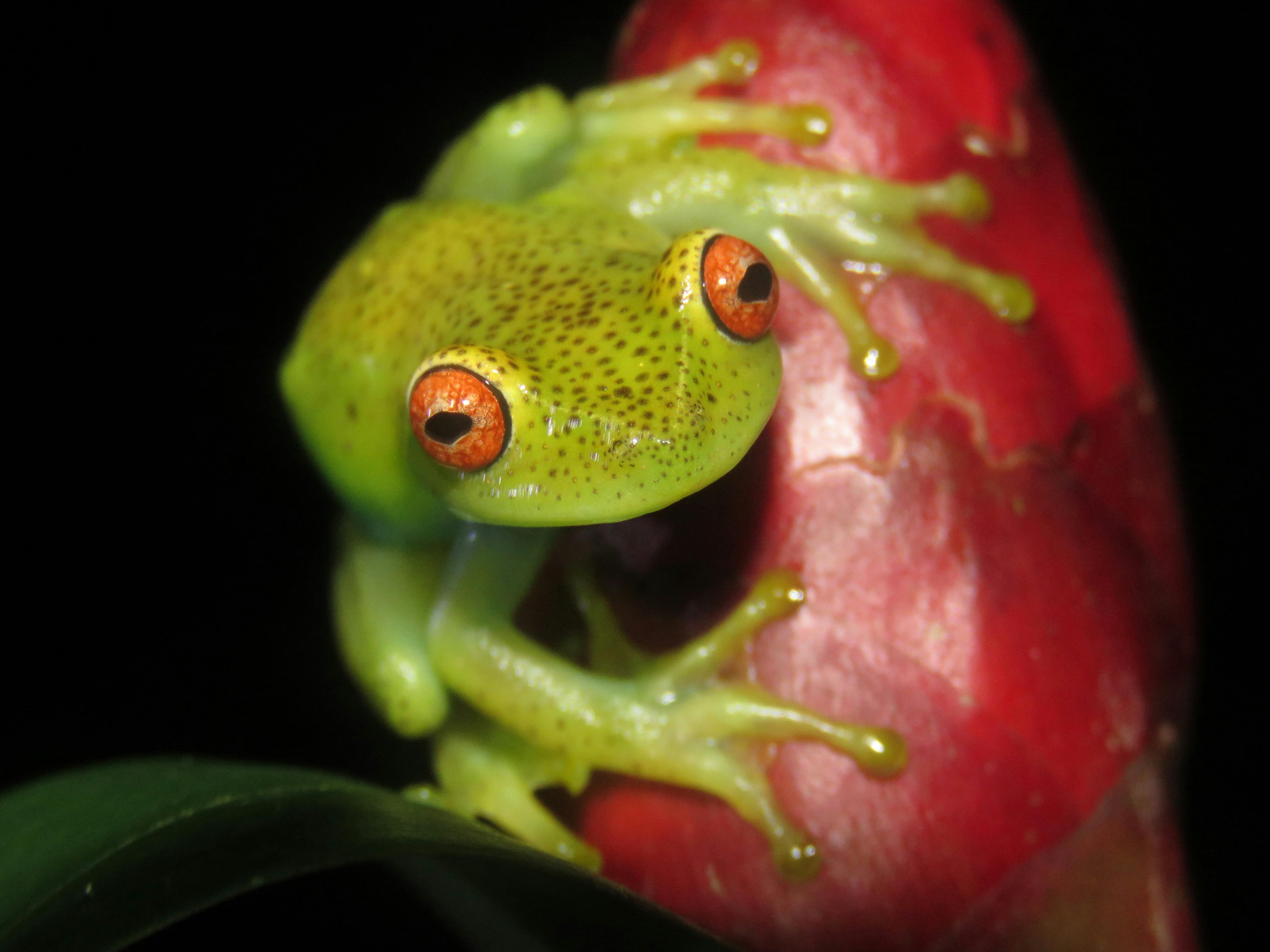 Colorful Brazilian Tree Frog on Red Flower · Free Stock Photo
