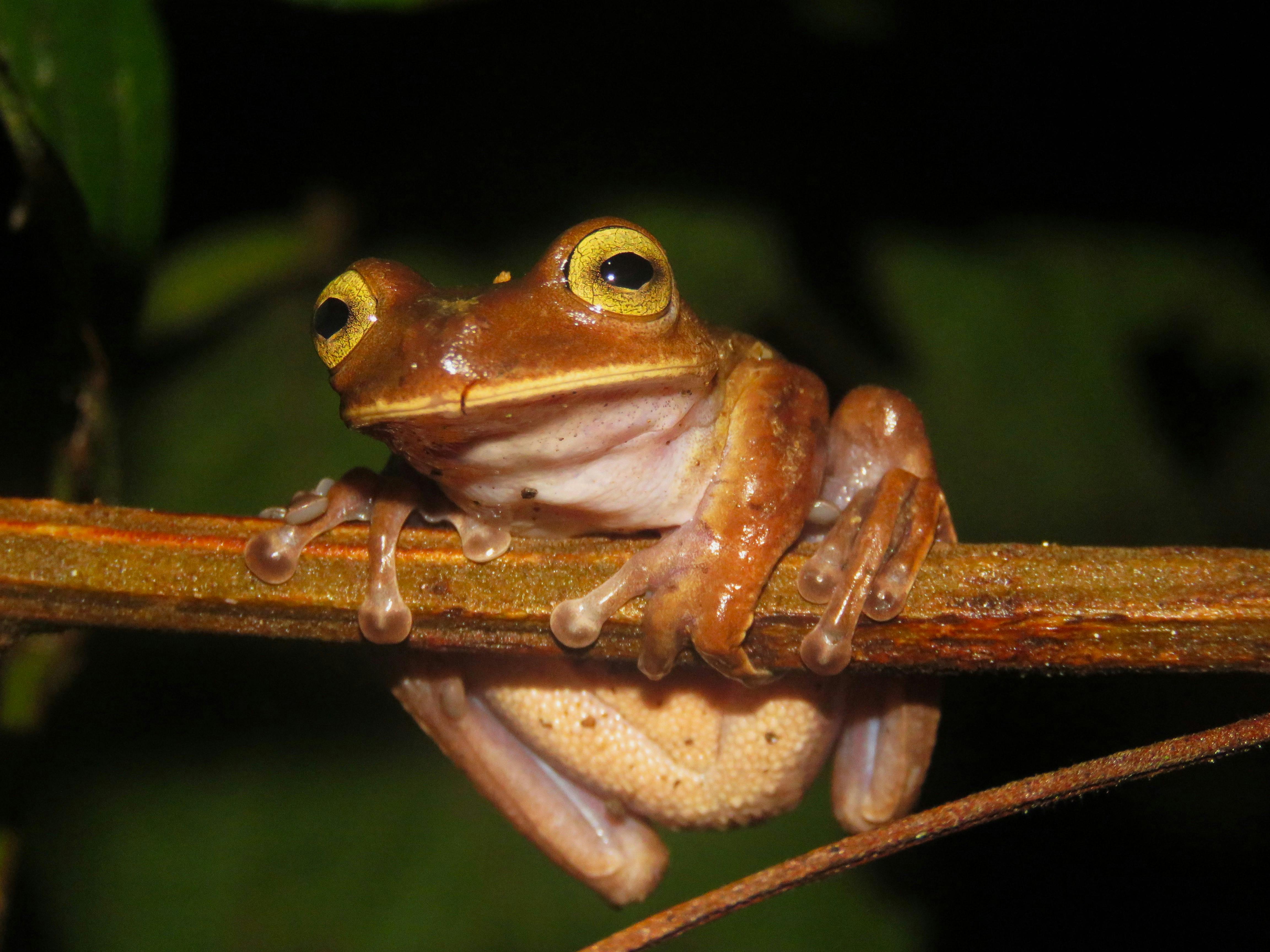 Golden-eyed Tree Frog in Brazilian Atlantic Forest · Free Stock Photo
