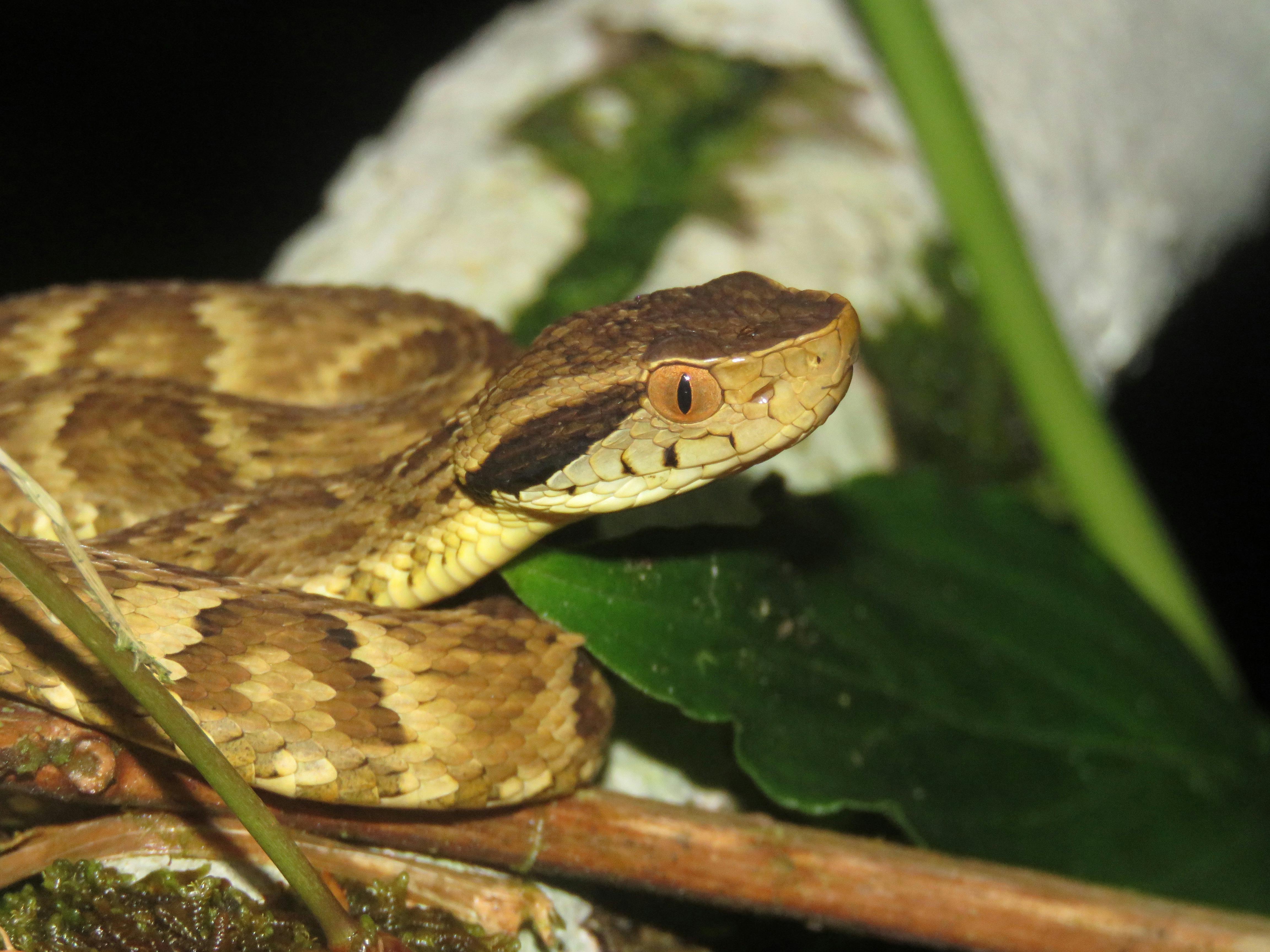 Close-up of Brazilian Bothrops Snake in Jungle · Free Stock Photo