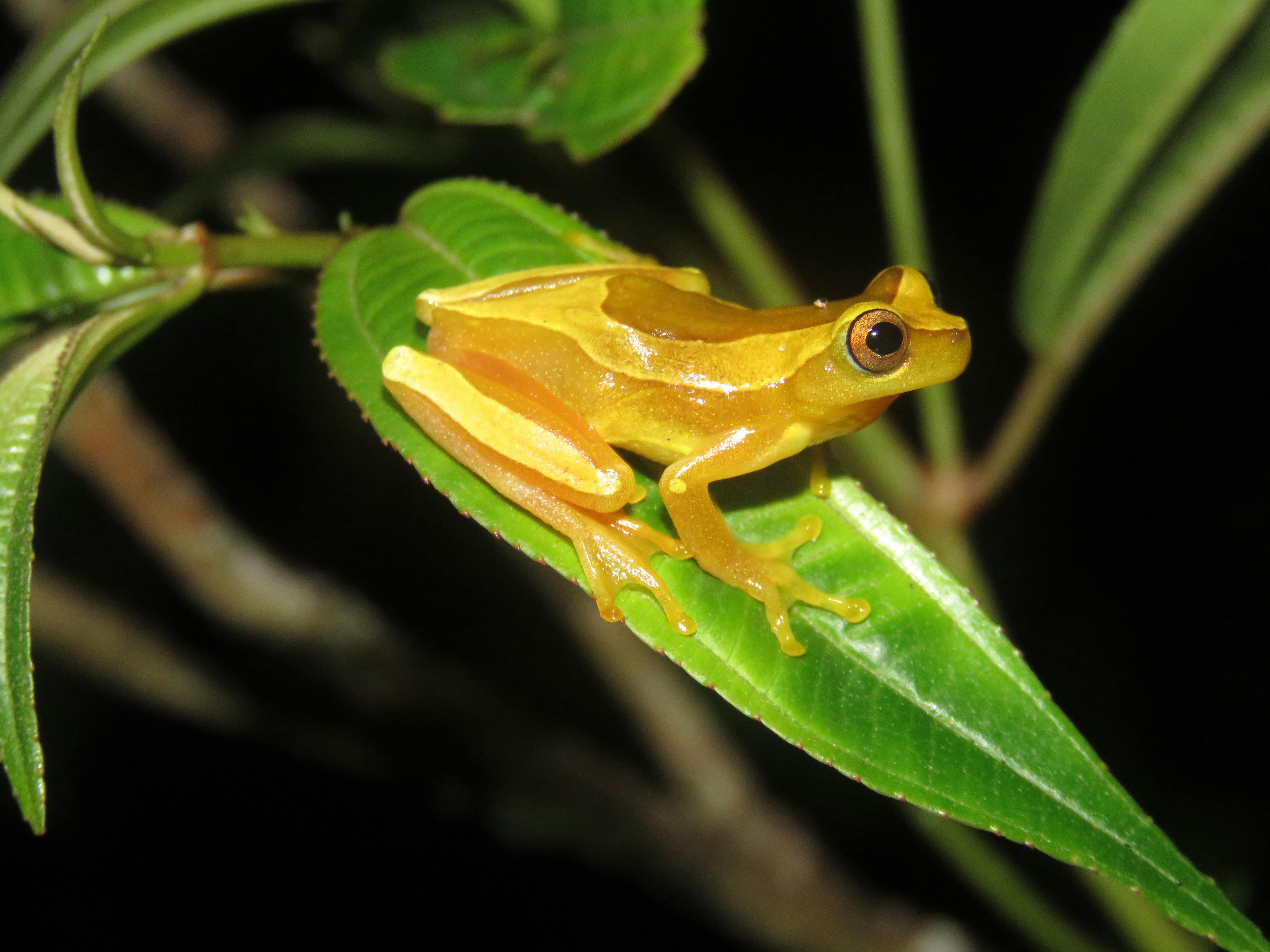 Golden Frog Perched on Leaf in Brazilian Forest · Free Stock Photo