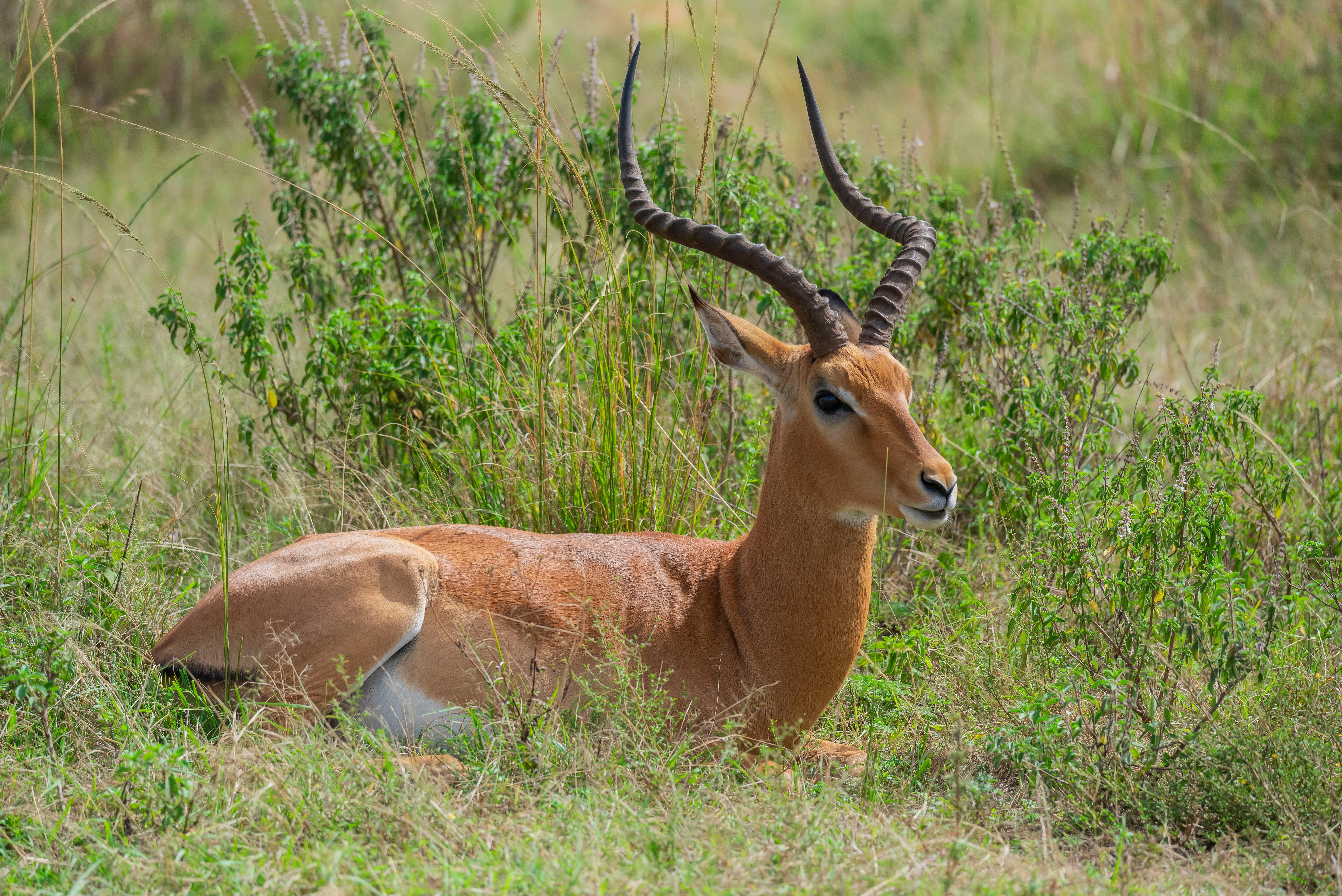 Resting Impala in Nairobi National Park · Free Stock Photo