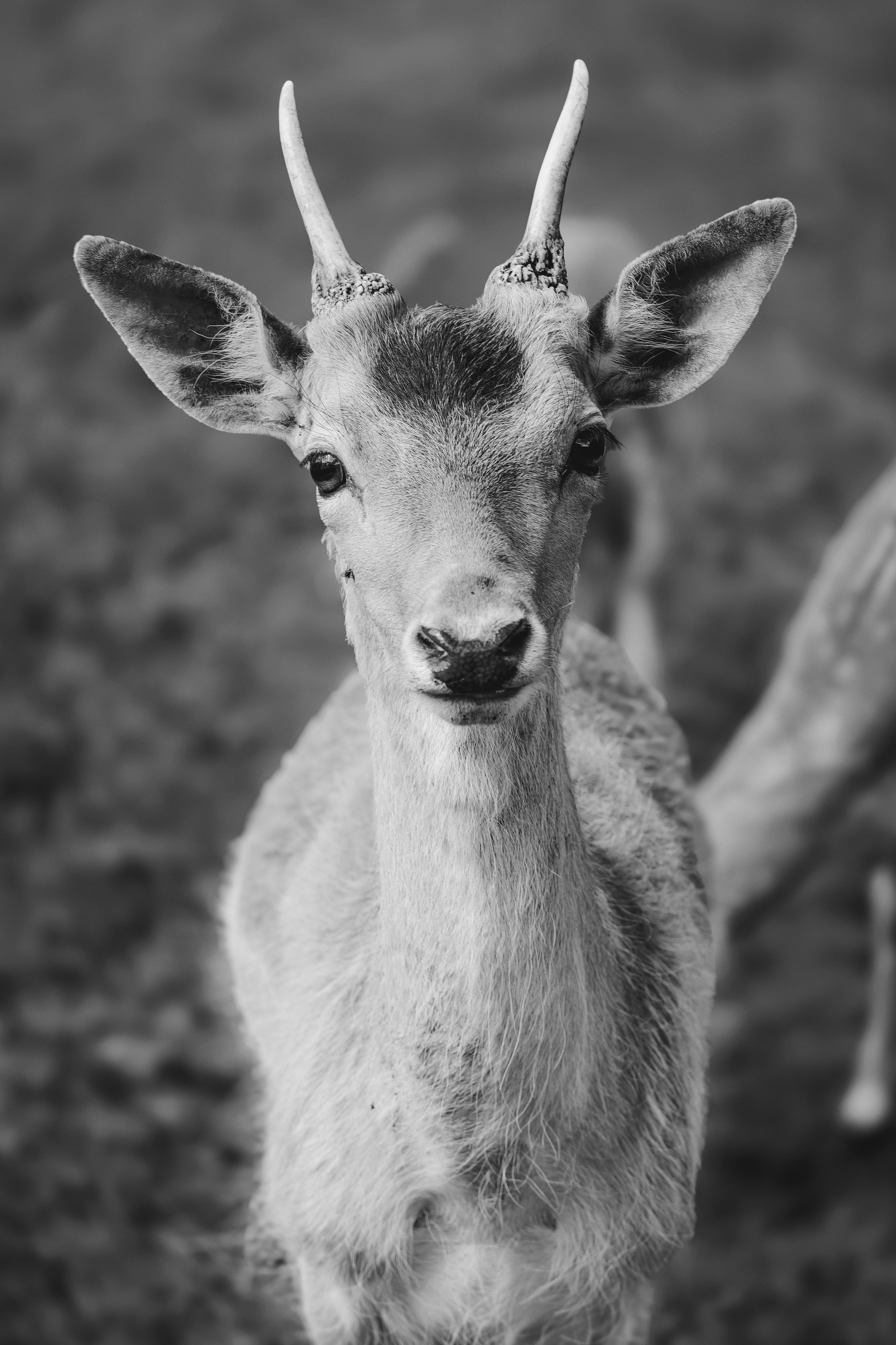 Grayscale Photo of a Mule · Free Stock Photo