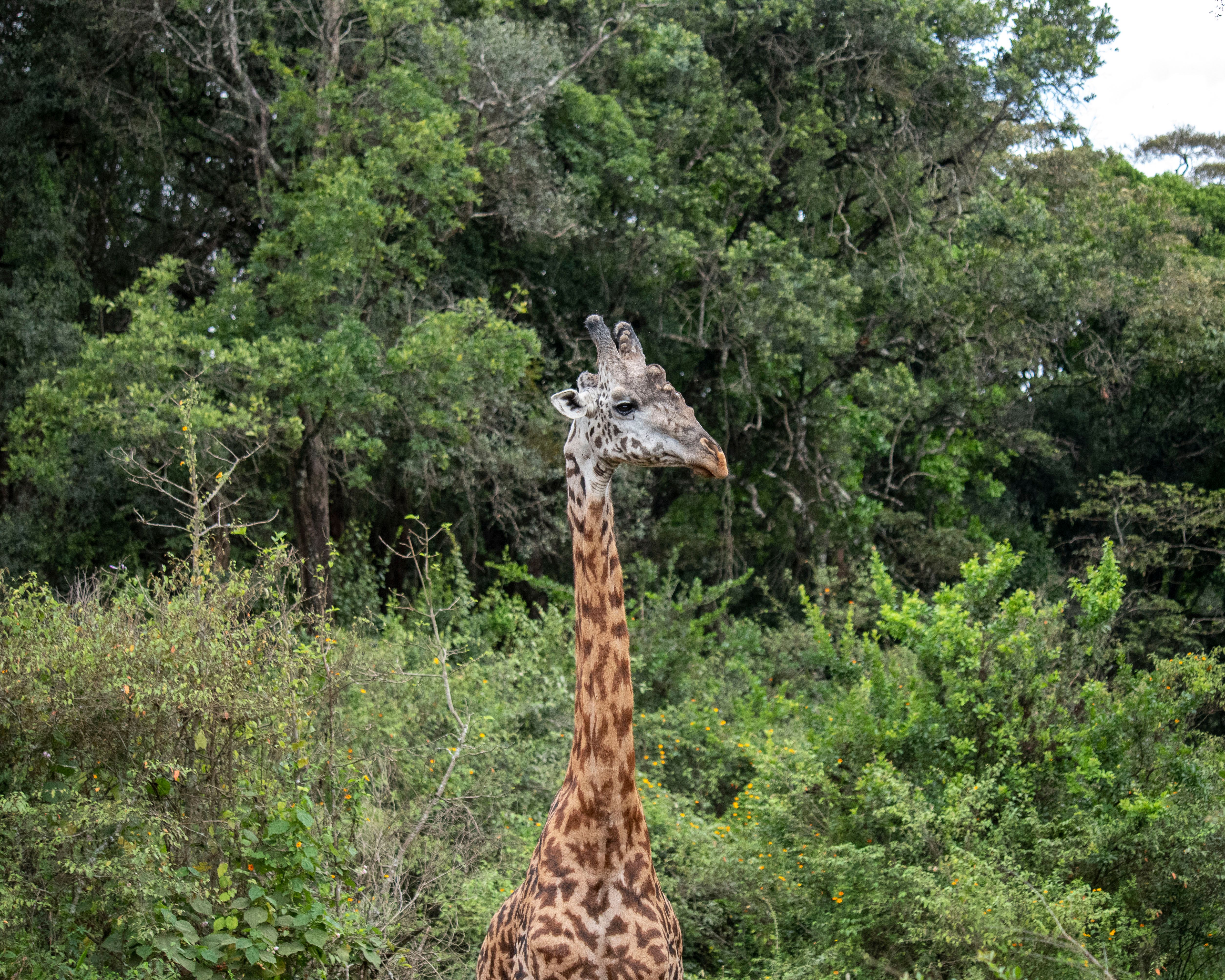 Person Feeding Giraffe · Free Stock Photo