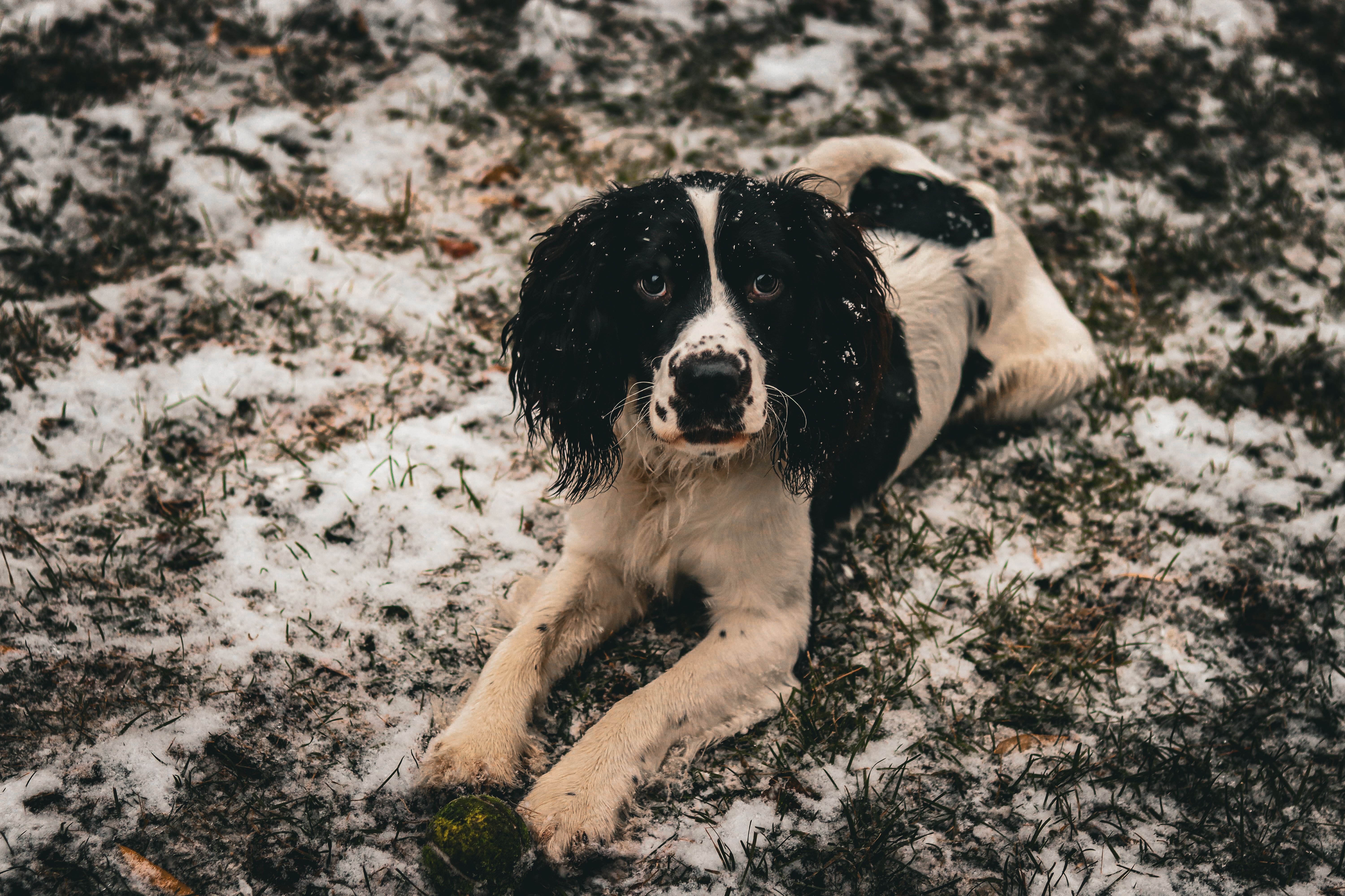 Springer Spaniel in Snowy Landscape · Free Stock Photo