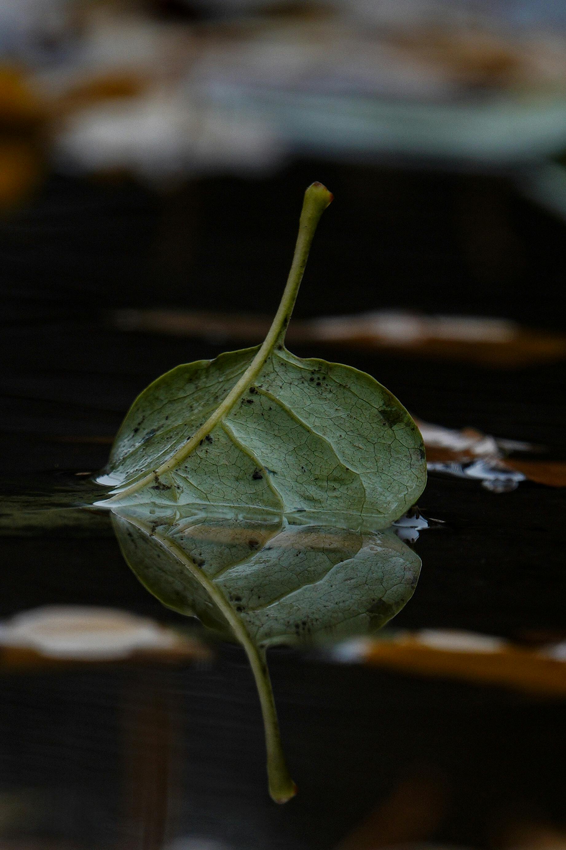 Leaf Reflection on Still Water Surface · Free Stock Photo