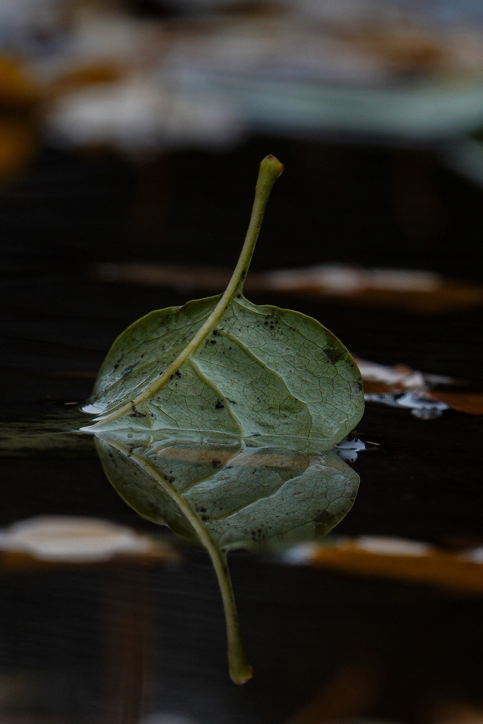 Leaf Reflection Photos, Download The BEST Free Leaf Reflection Stock ...