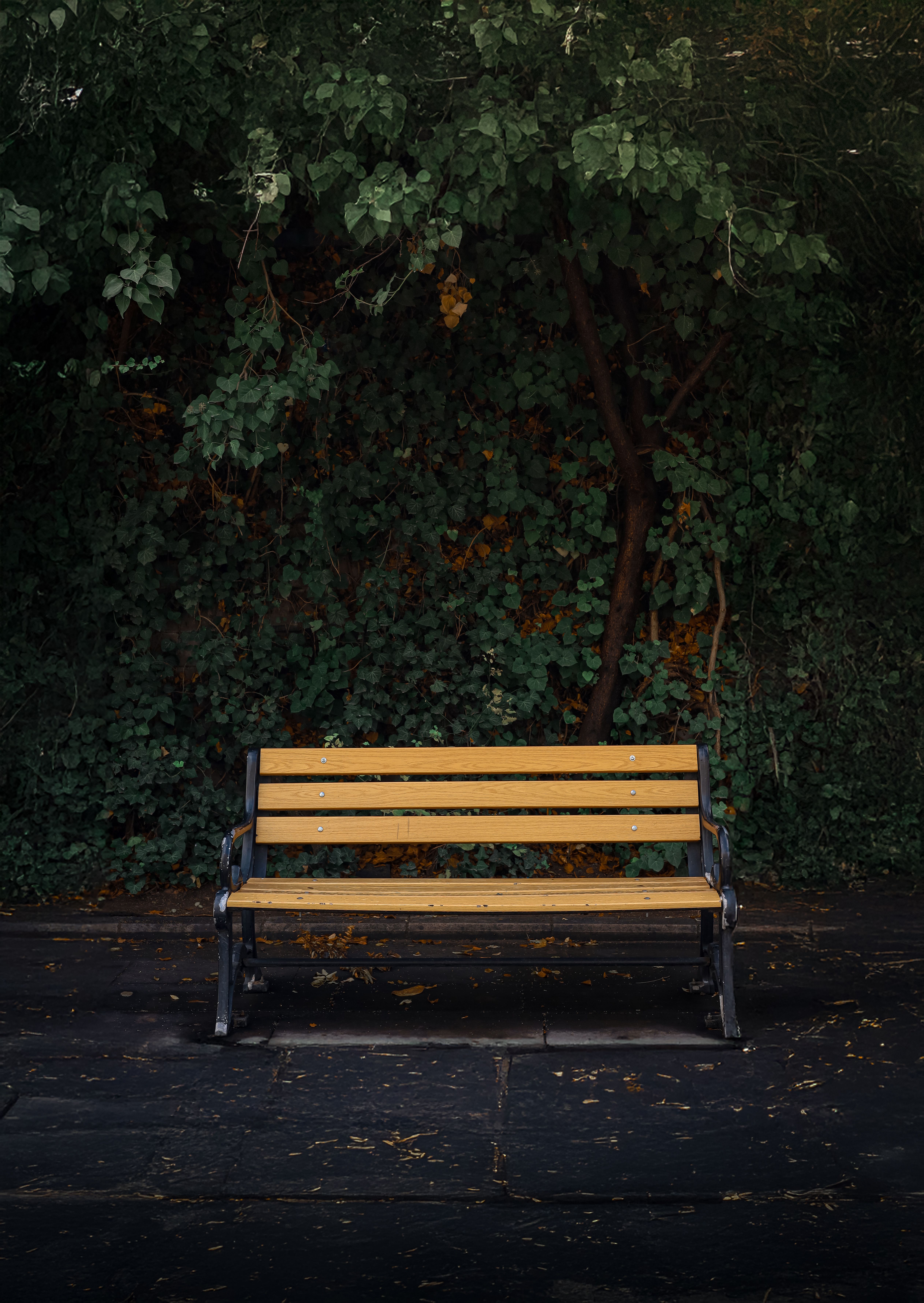 Lonely Wooden Bench in Leafy Park Setting · Free Stock Photo