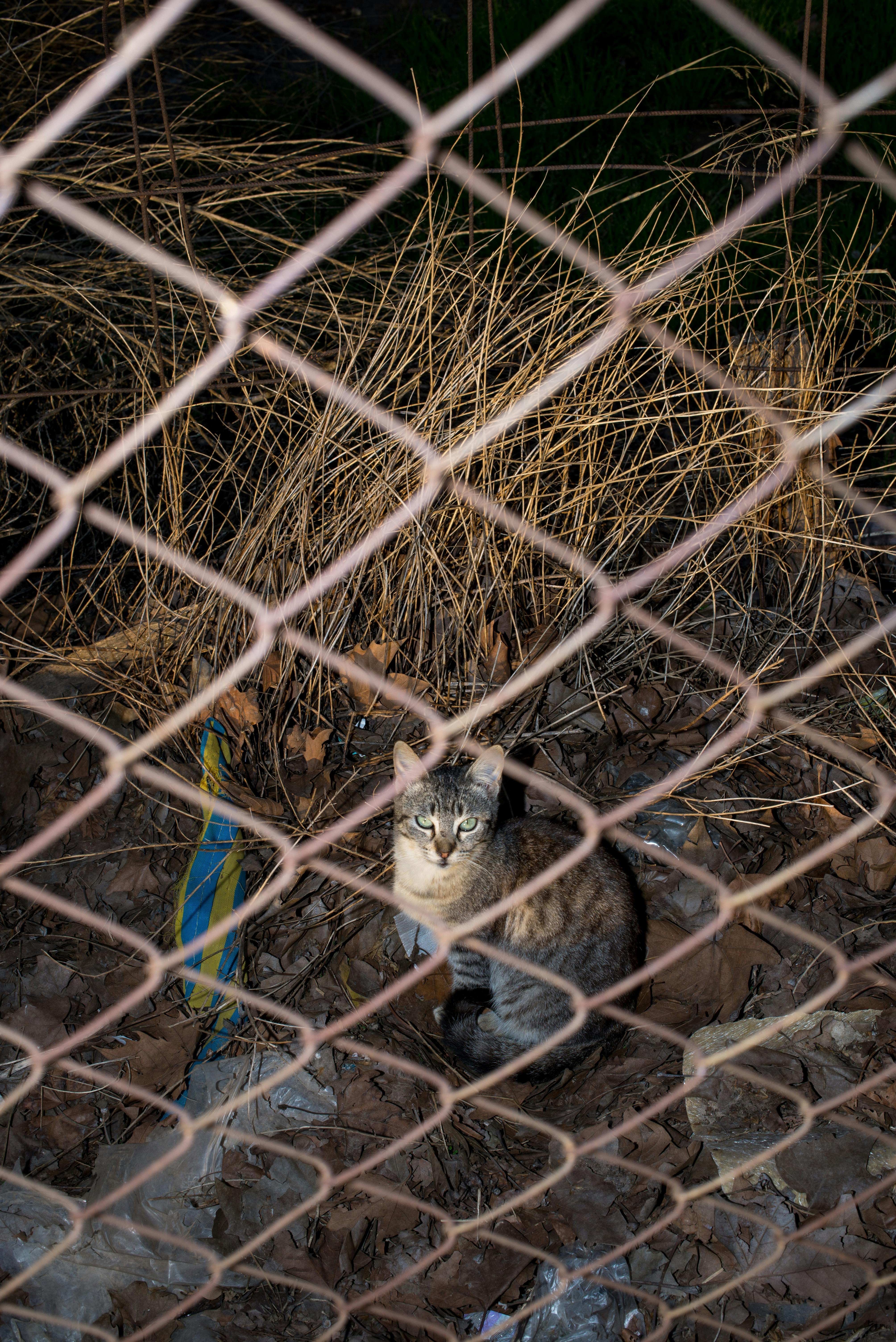 Stray Cat Behind Metal Mesh Fence in Urban Setting · Free Stock Photo