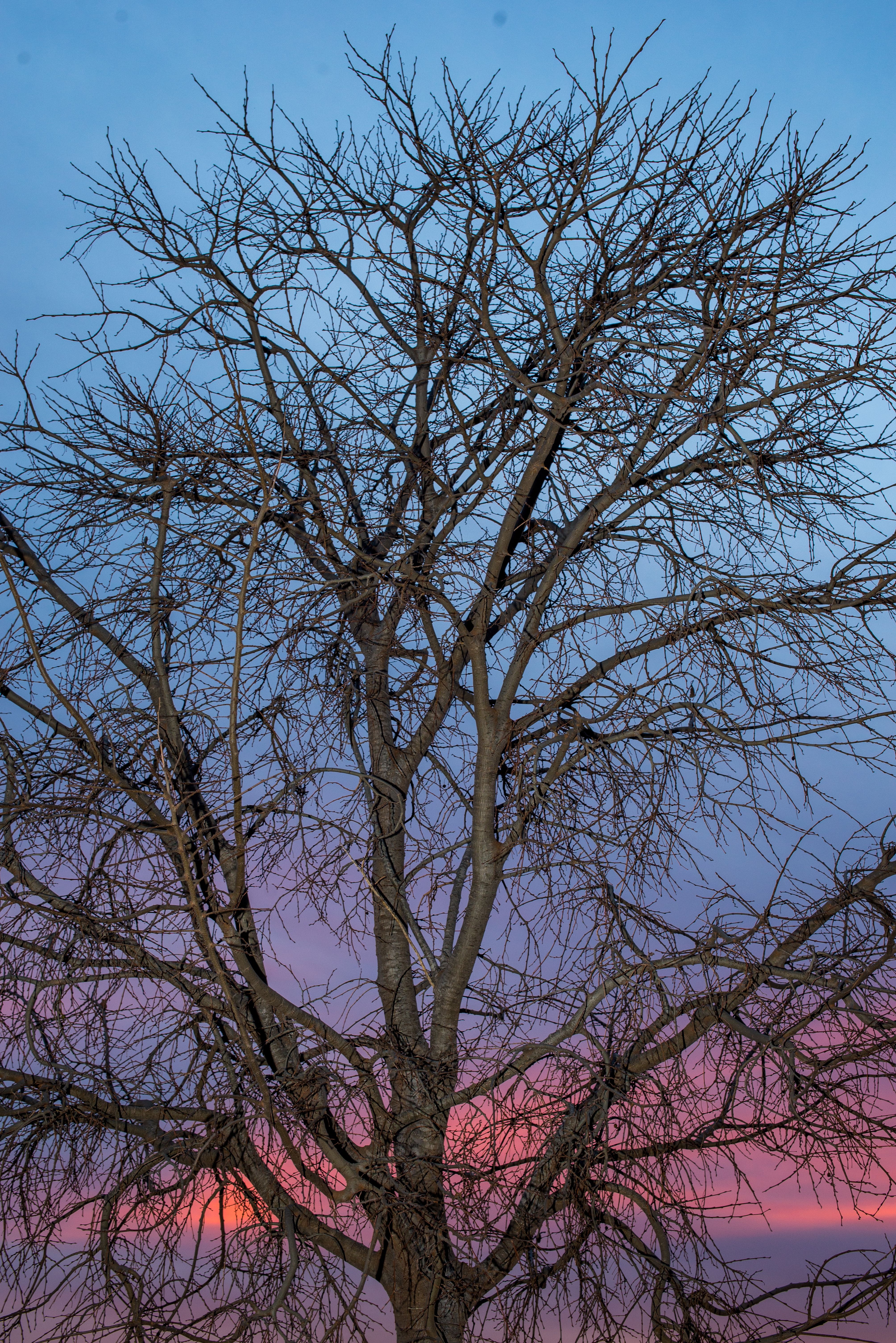 Bare Tree Silhouette Against a Vibrant Sunset Sky · Free Stock Photo