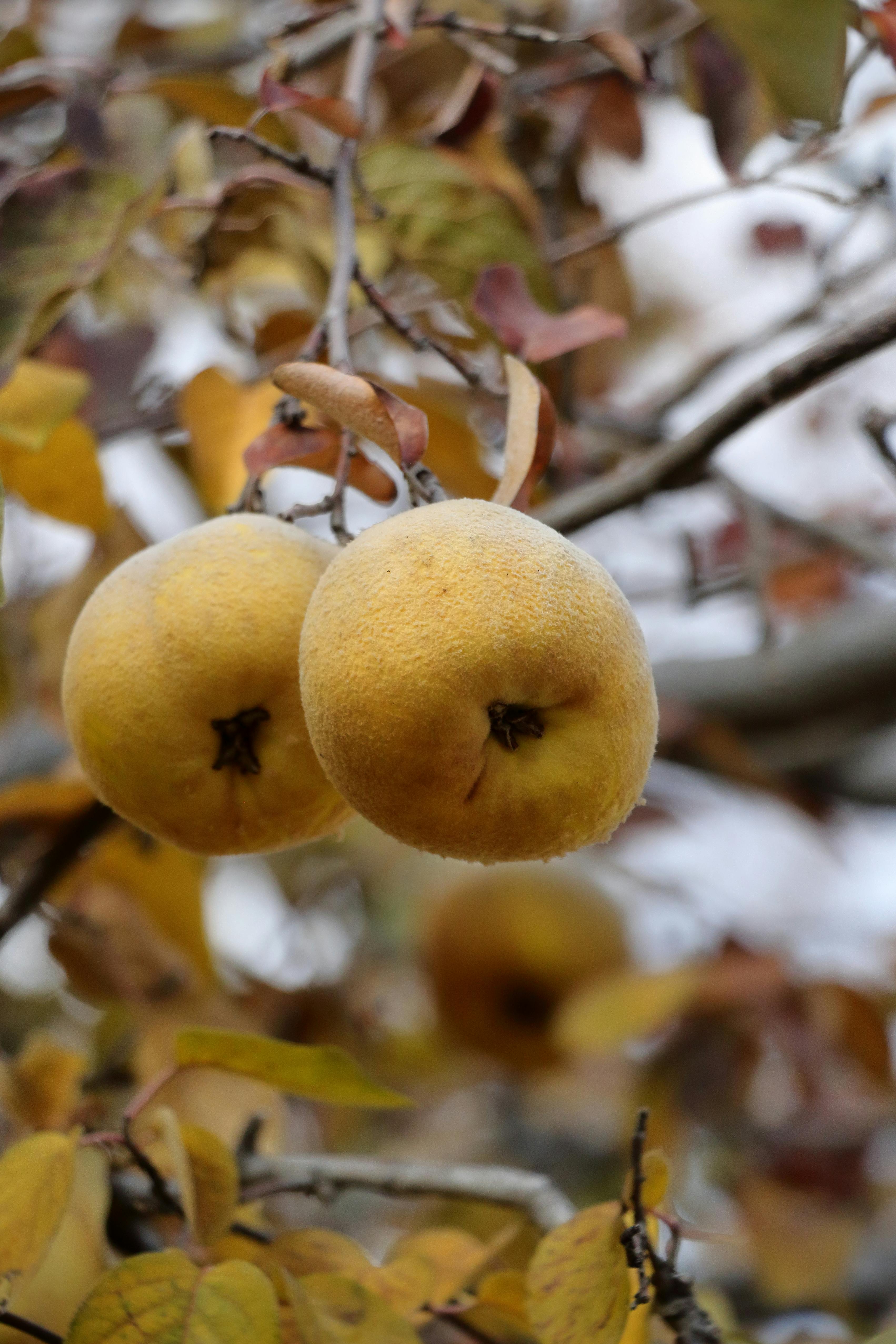 Close-Up of Two Ripe Quinces on Tree Branch · Free Stock Photo