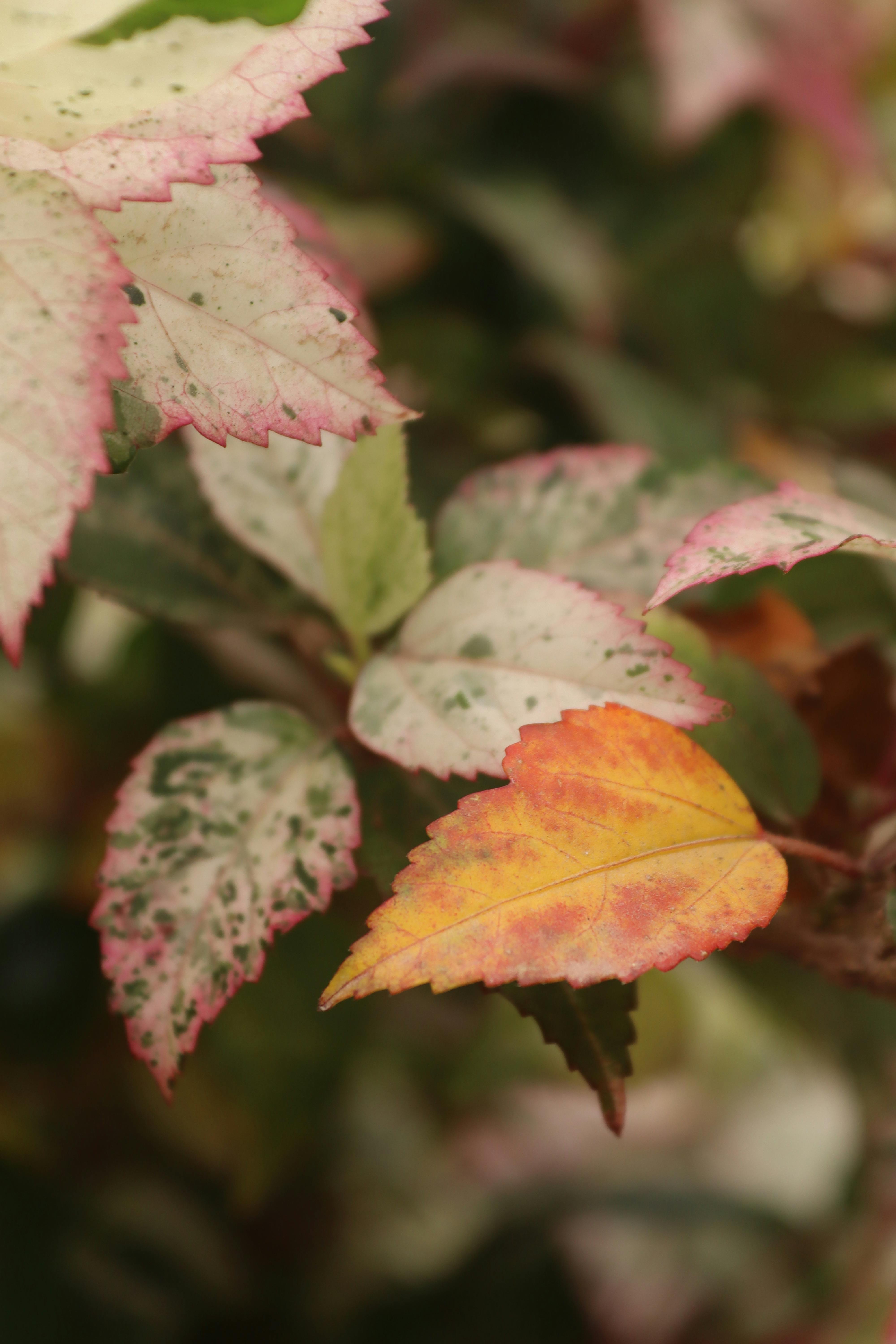 Natural Background Photos, Download The BEST Free Natural Background ...