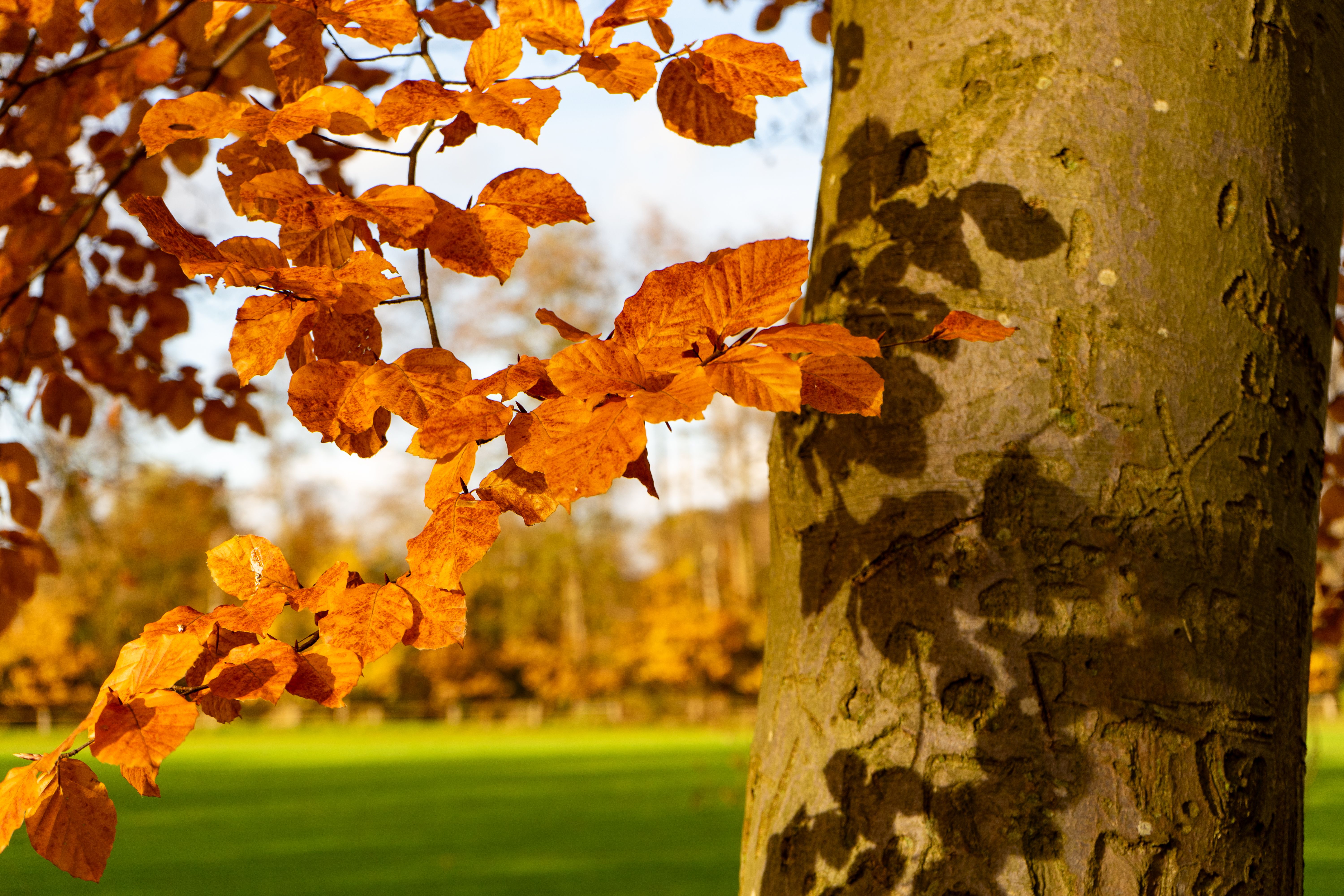 Golden Autumn Leaves on Tree Trunk in Germany · Free Stock Photo