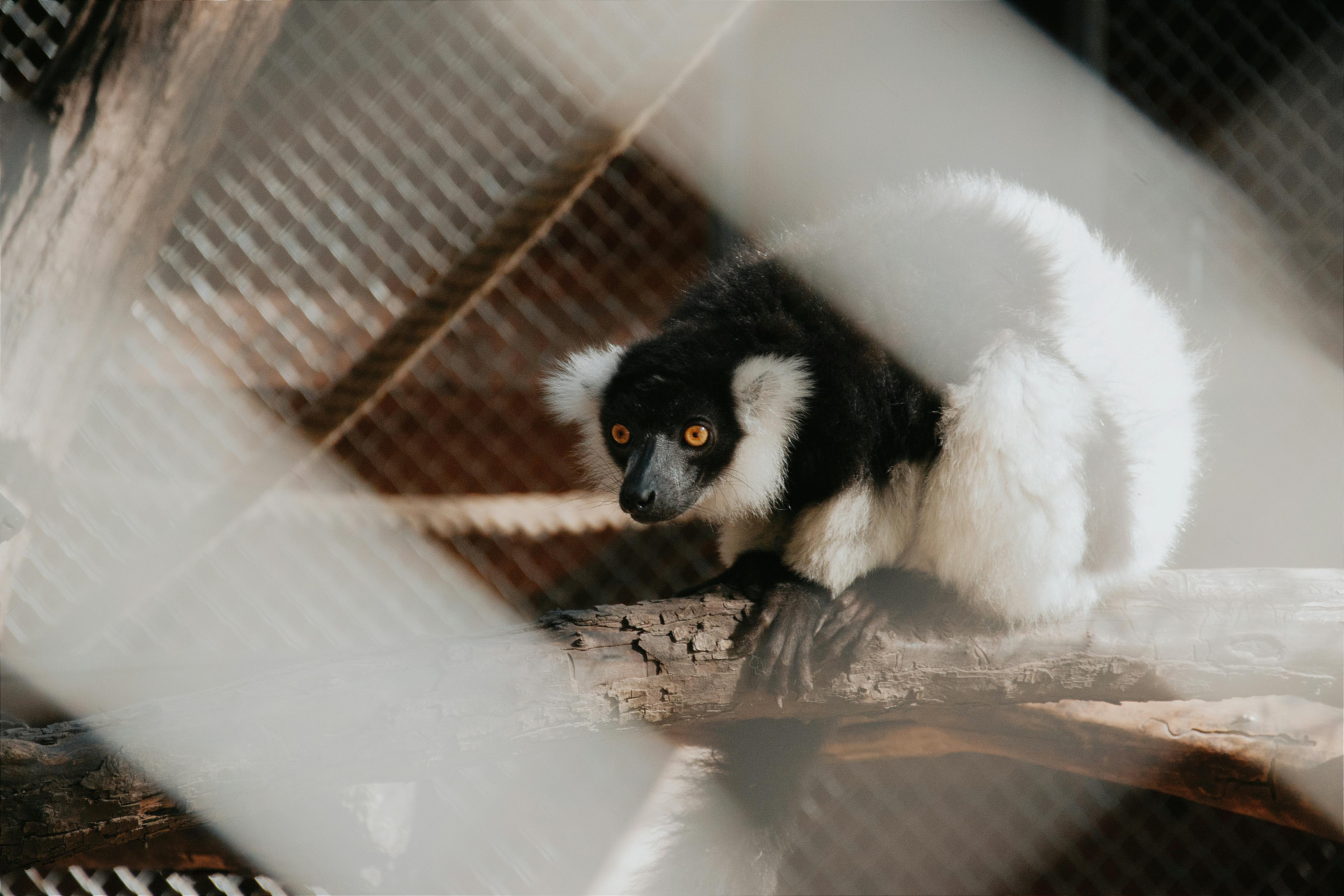 Black and White Ruffed Lemur in a Zoo Habitat · Free Stock Photo