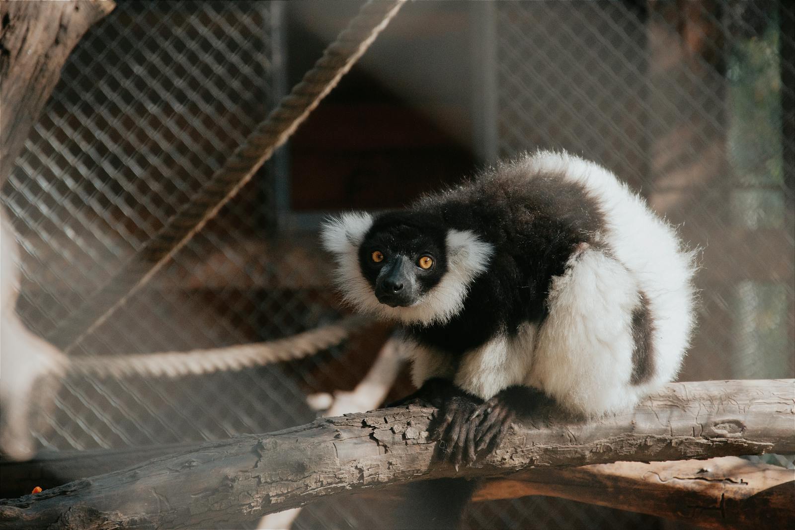 Zoo Animal Photos, Download The BEST Free Zoo Animal Stock Photos & HD ...