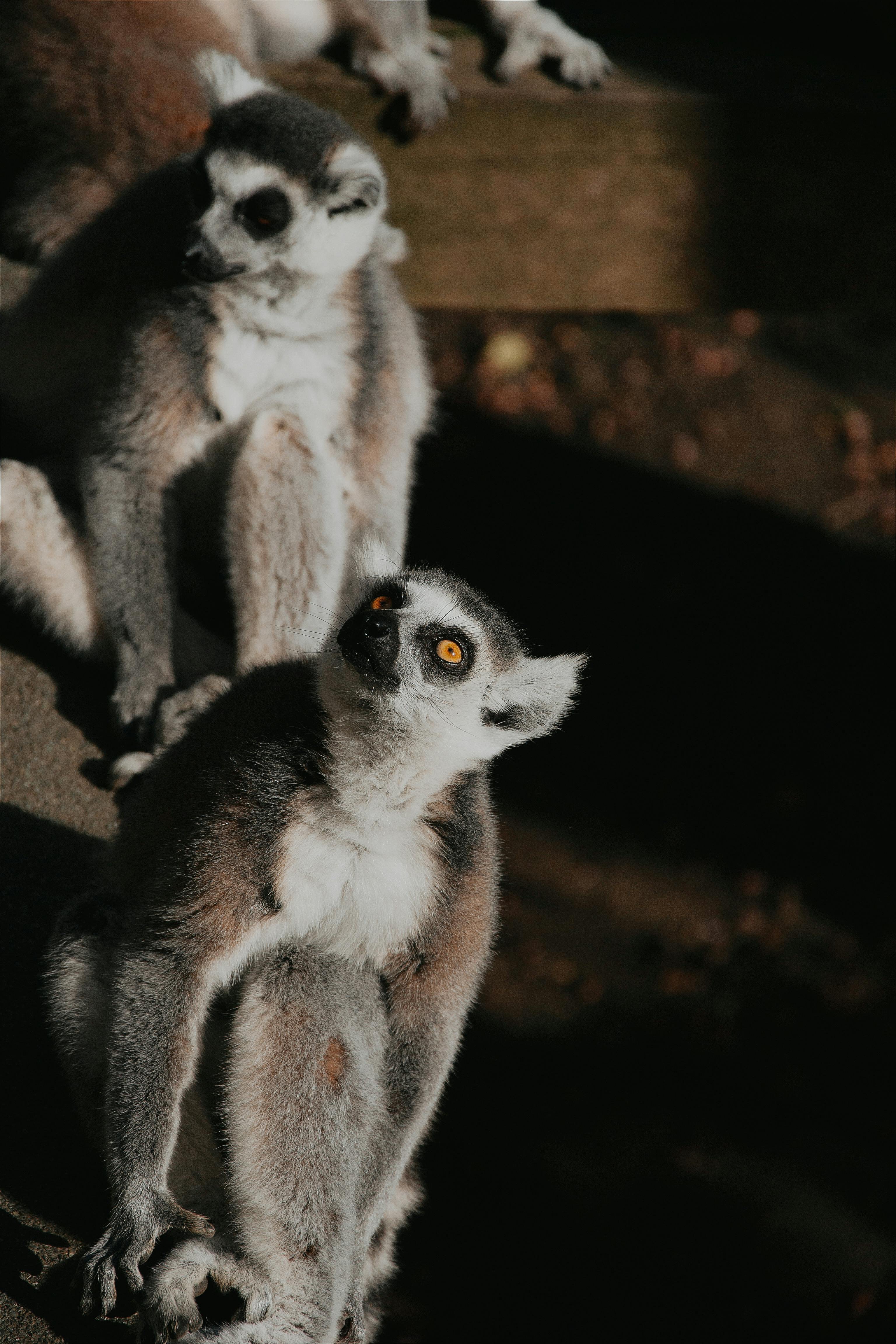 Ring-Tailed Lemurs Relaxing in Sunlight · Free Stock Photo