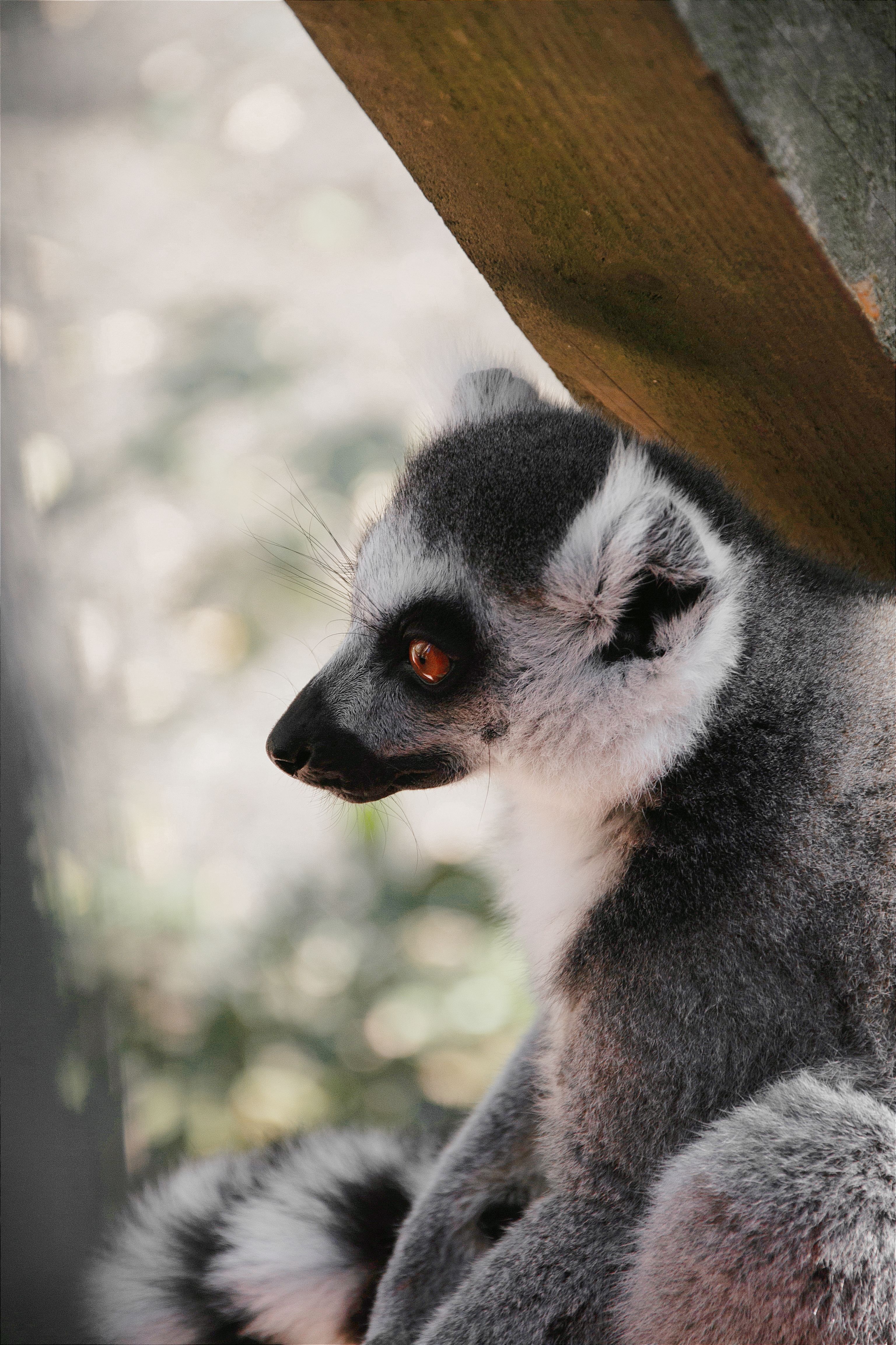 Ring-tailed Lemur Posing in Natural Habitat · Free Stock Photo