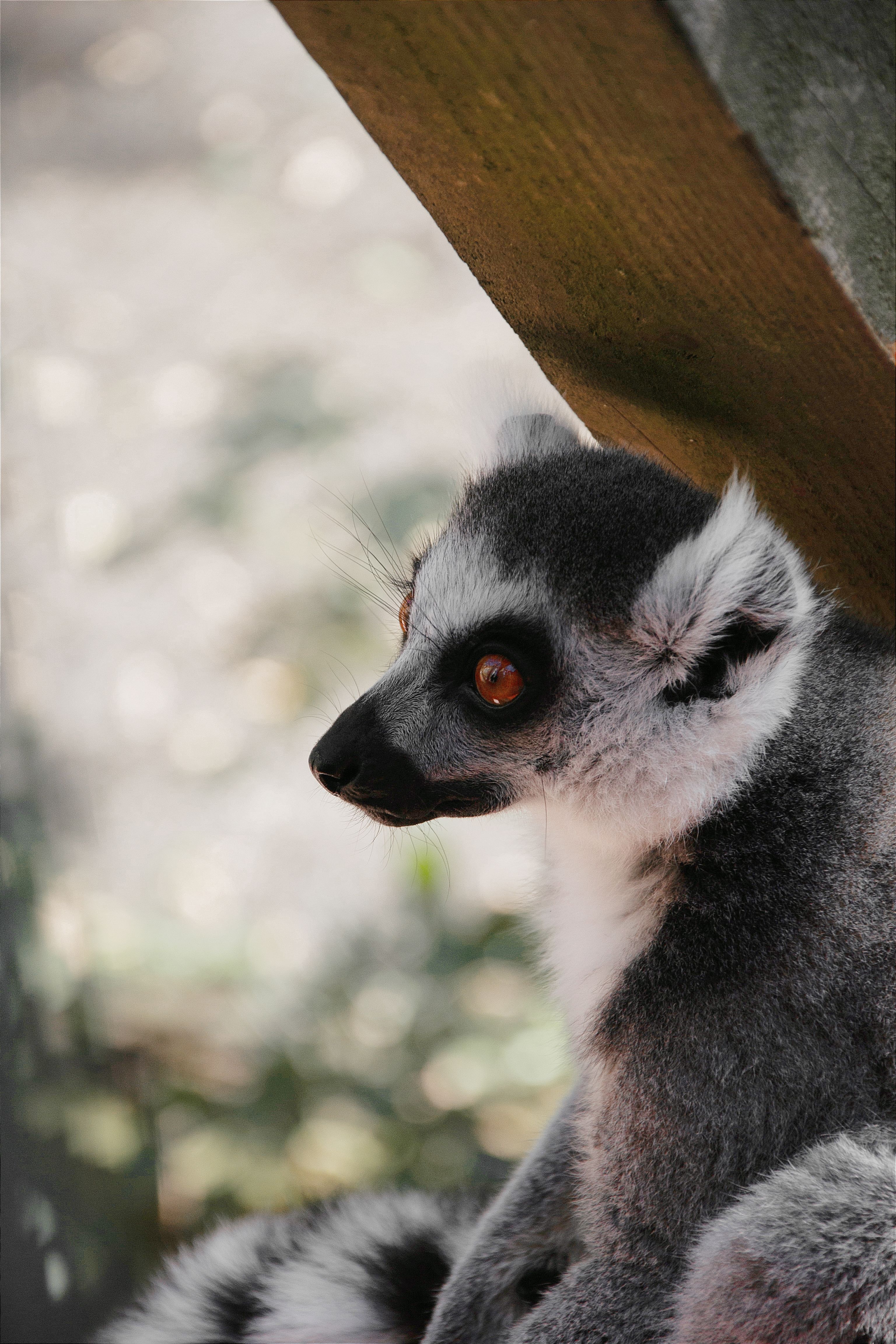 Primatologi Photos, Download The BEST Free Primatologi Stock Photos ...
