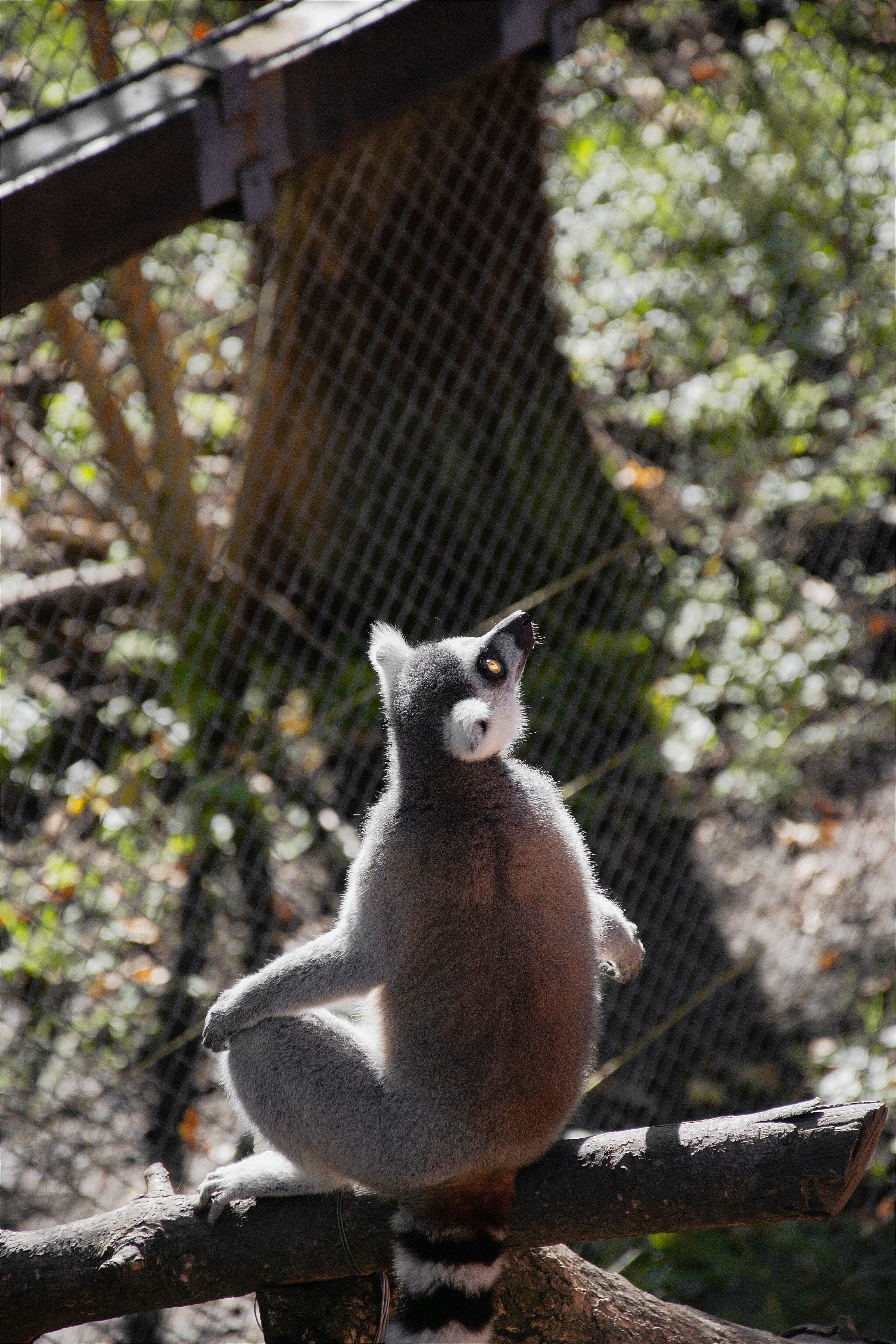 Zoo Sun Photos, Download The BEST Free Zoo Sun Stock Photos & HD Images