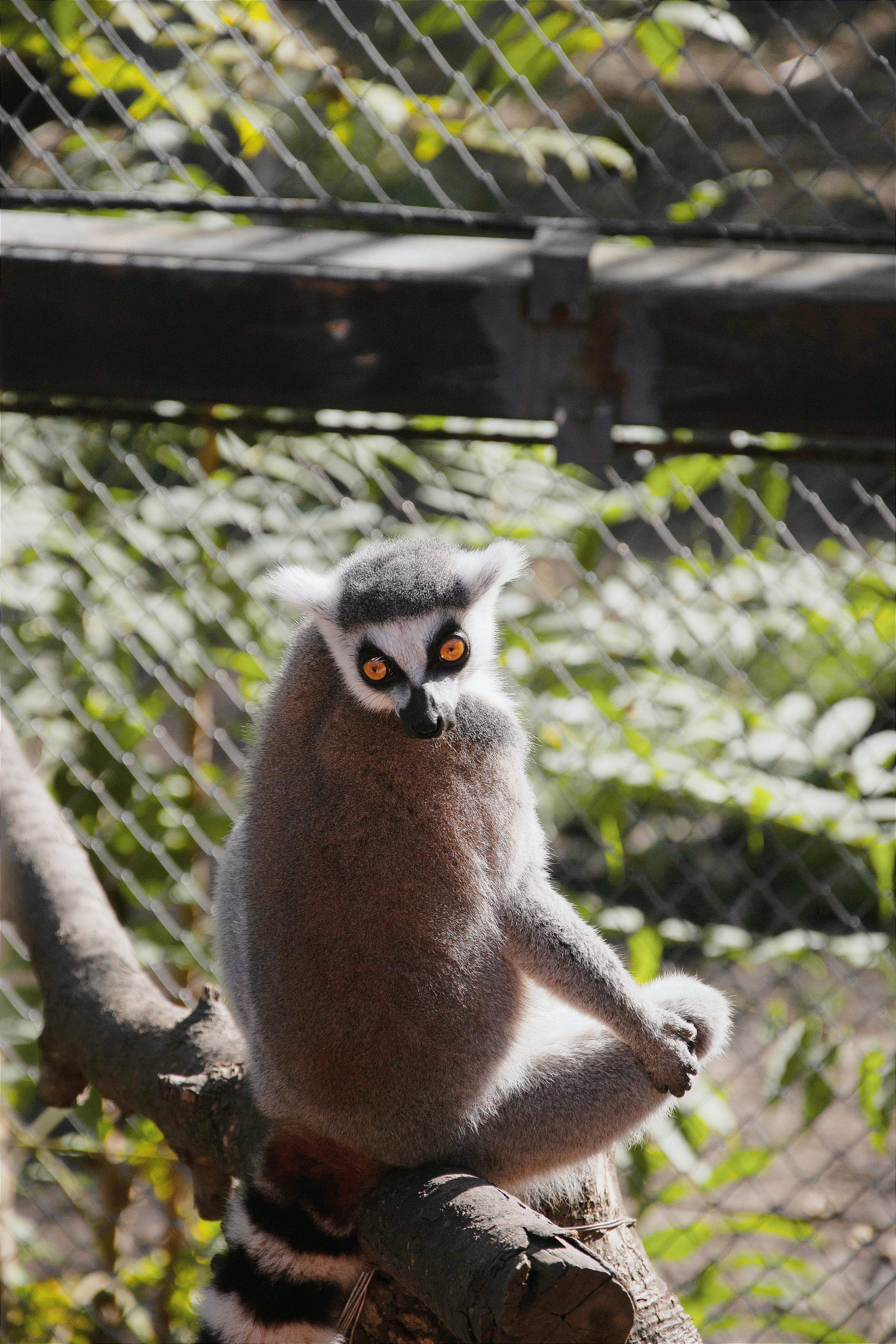 Ring-Tailed Lemur Resting in Hungarian Zoo · Free Stock Photo