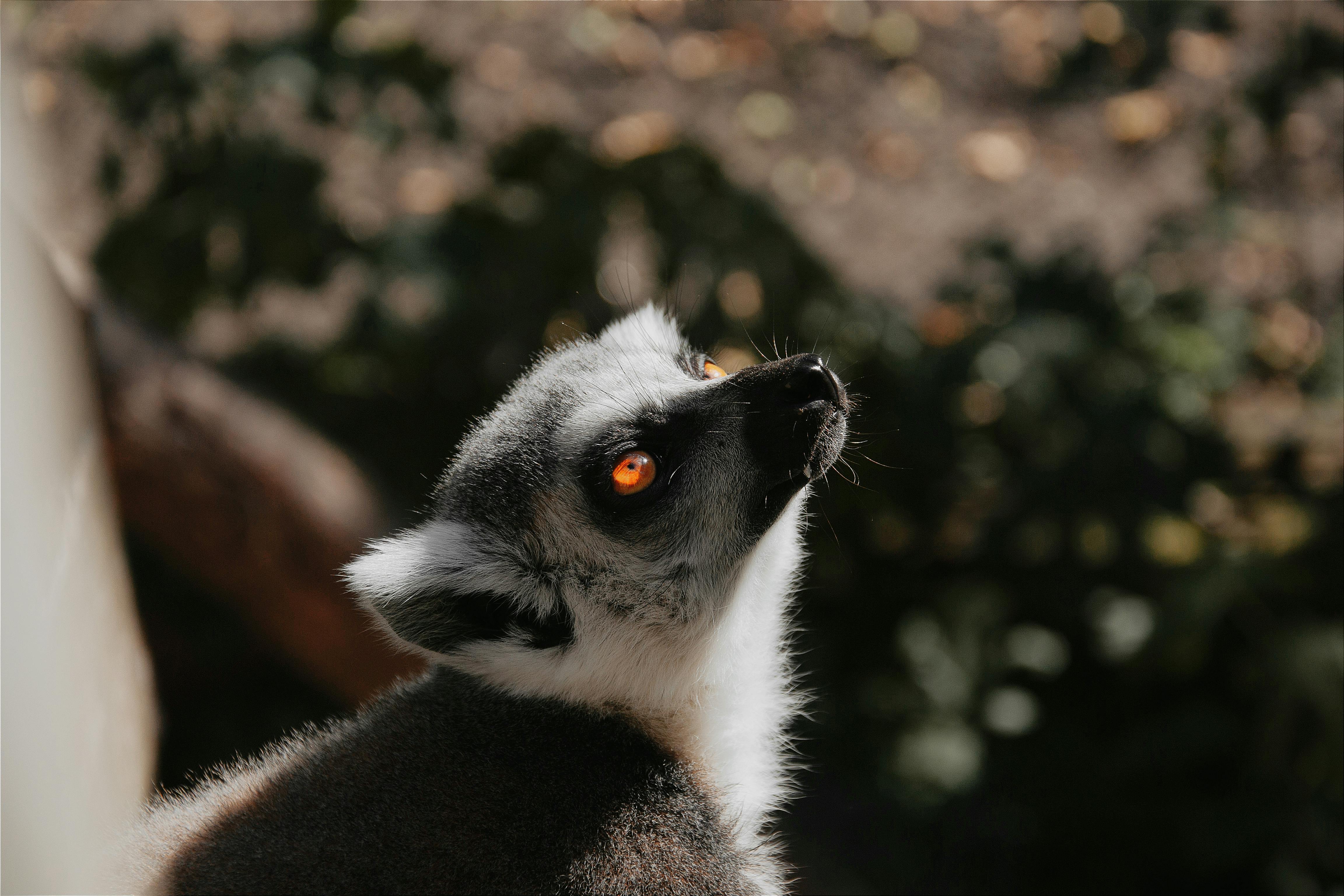 Dermogenys Le Genre and Its Many Species Explained Clearly