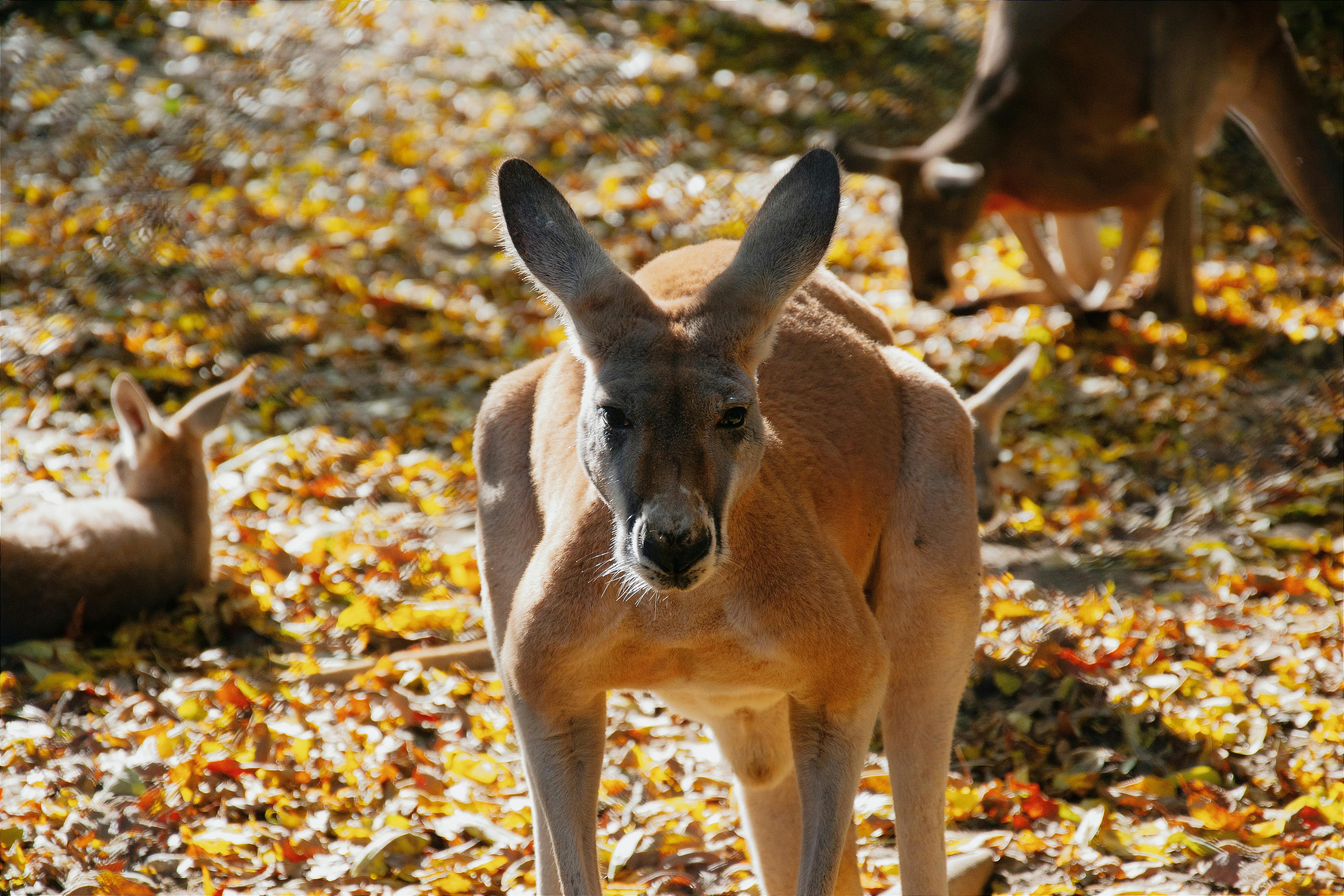 Close-up of Kangaroo in Autumn Leaves · Free Stock Photo