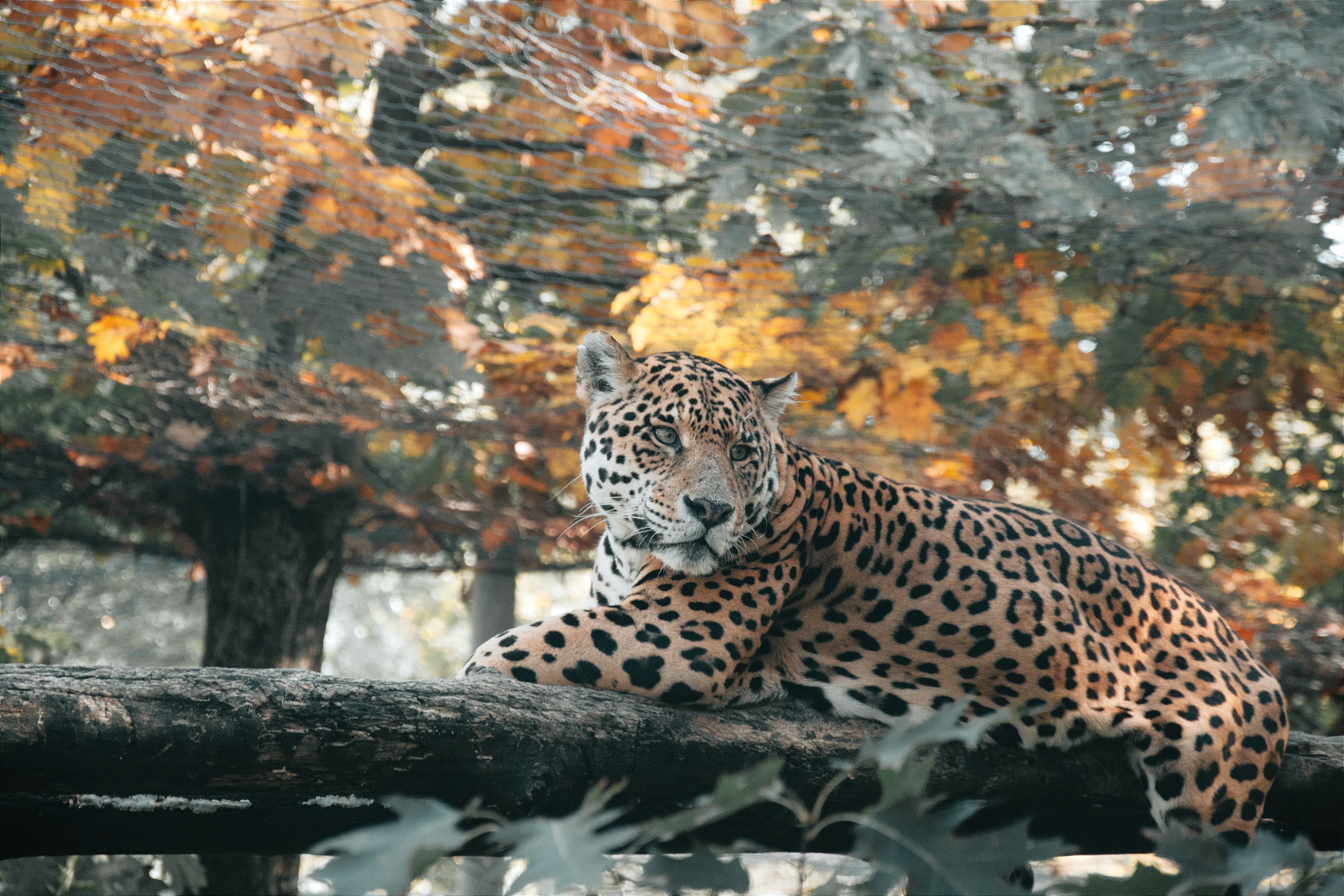 Majestic Leopard Resting on Tree Branch in Autumn · Free Stock Photo