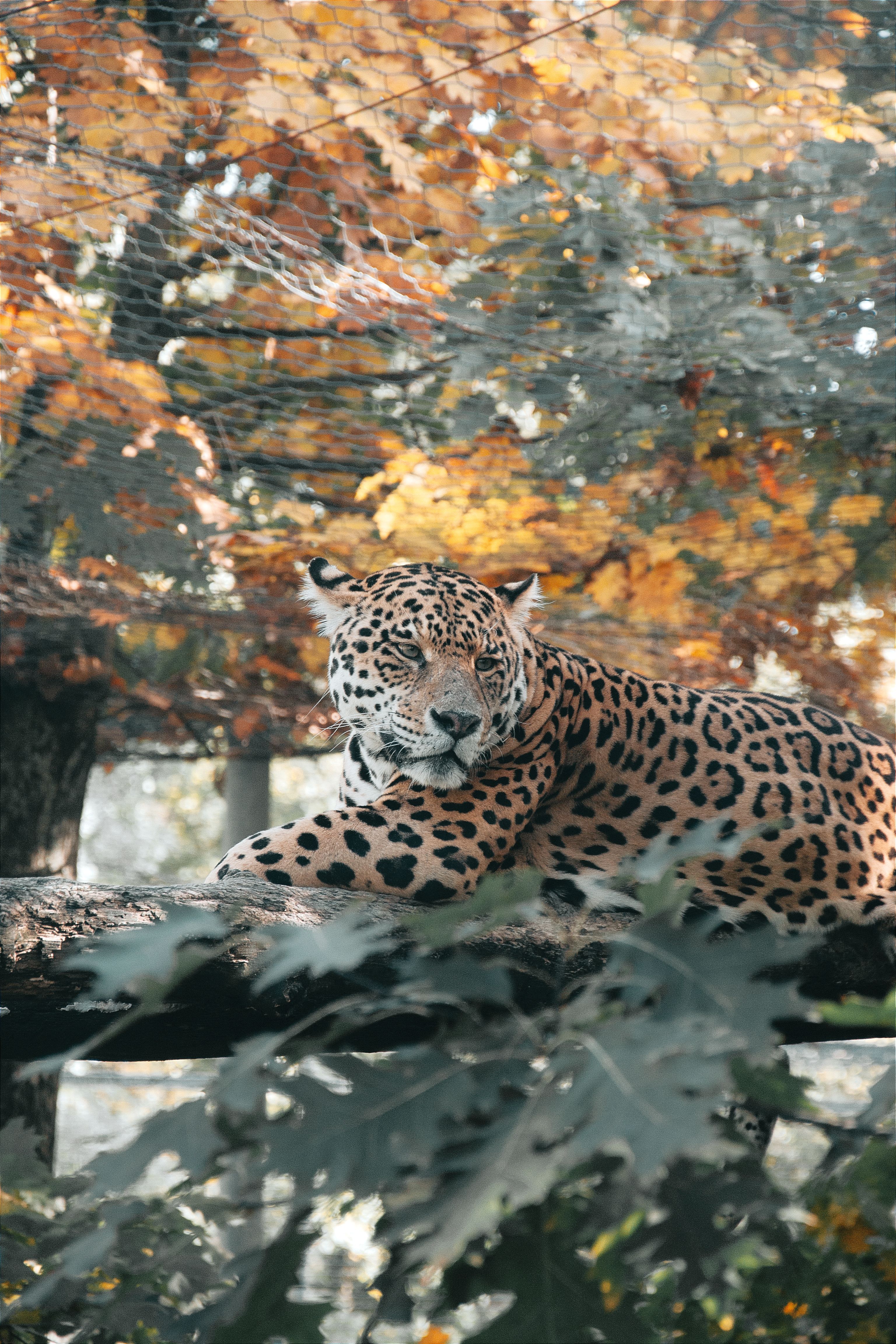 Leopard Resting on Tree Branch in Autumn Forest · Free Stock Photo