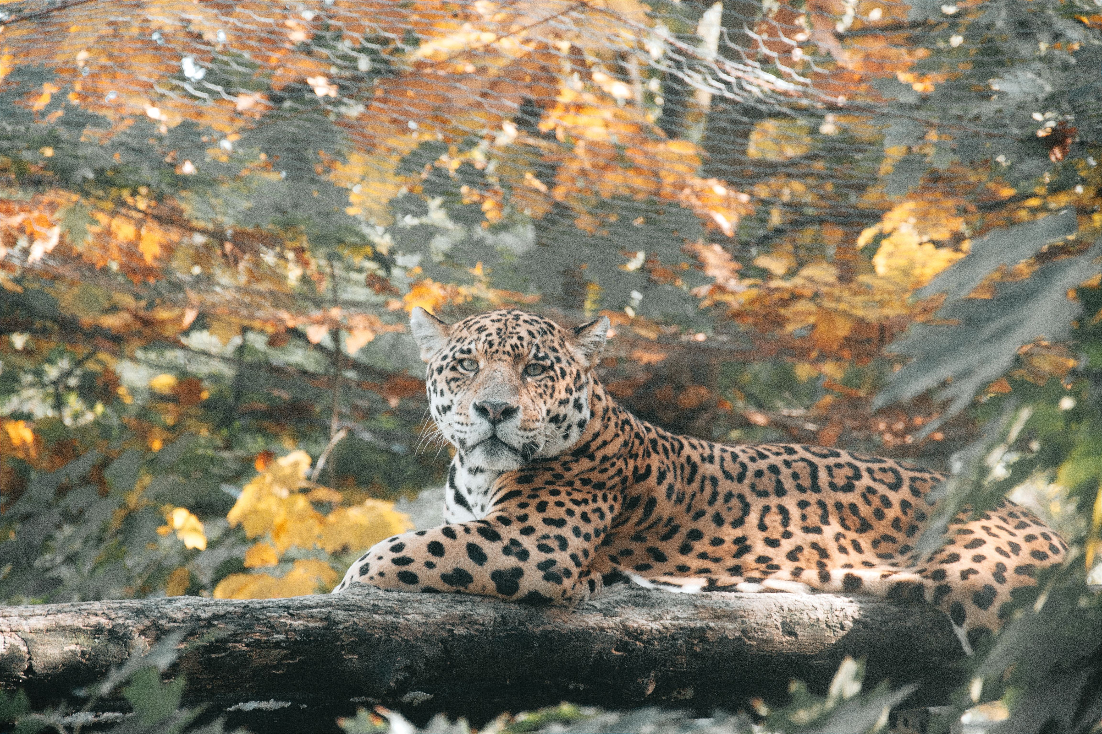 Jaguar Resting on a Log in Autumn Forest · Free Stock Photo