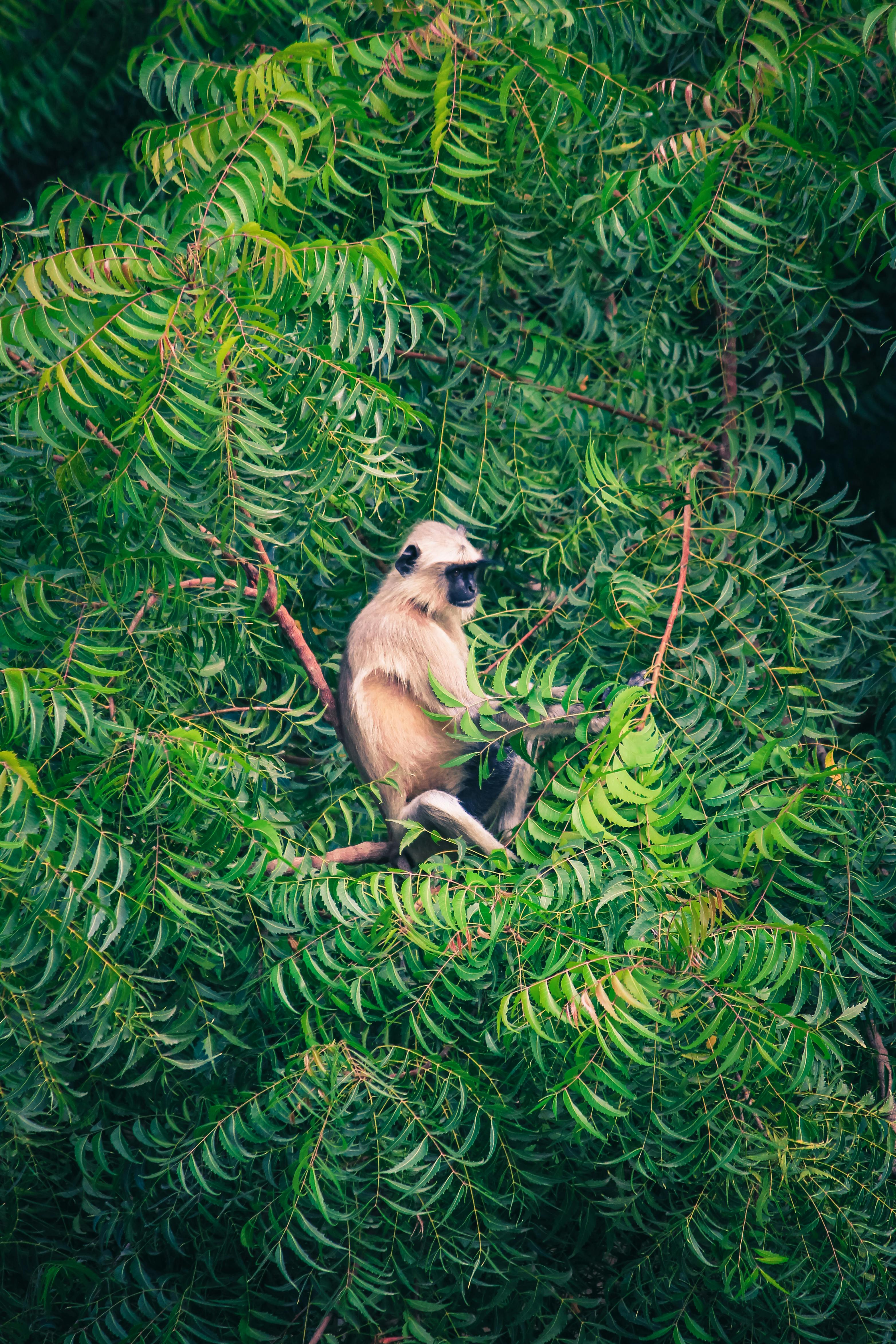 Brown Monkey on Green Leaves · Free Stock Photo