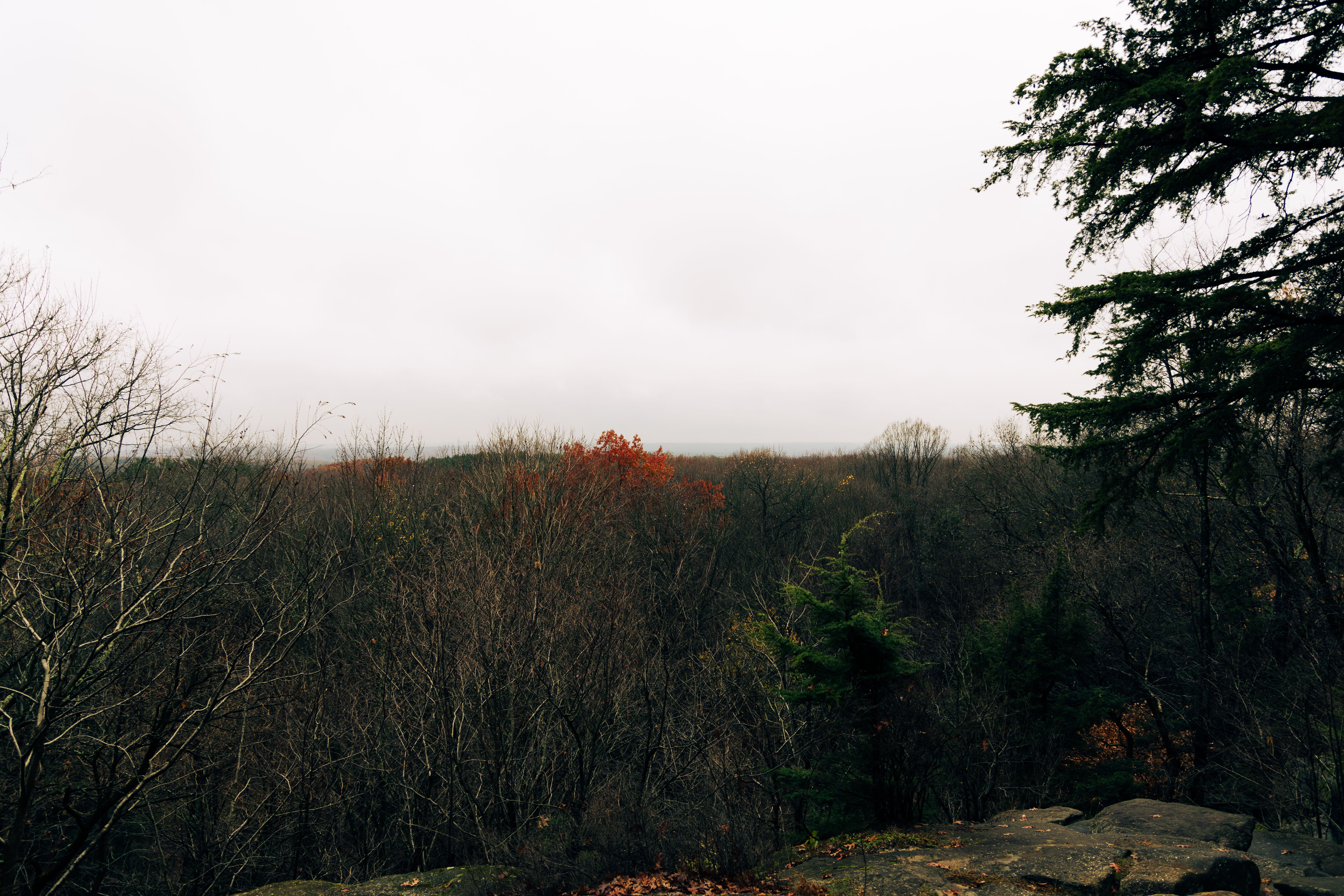 Serene Autumn Forest Landscape Overlook · Free Stock Photo