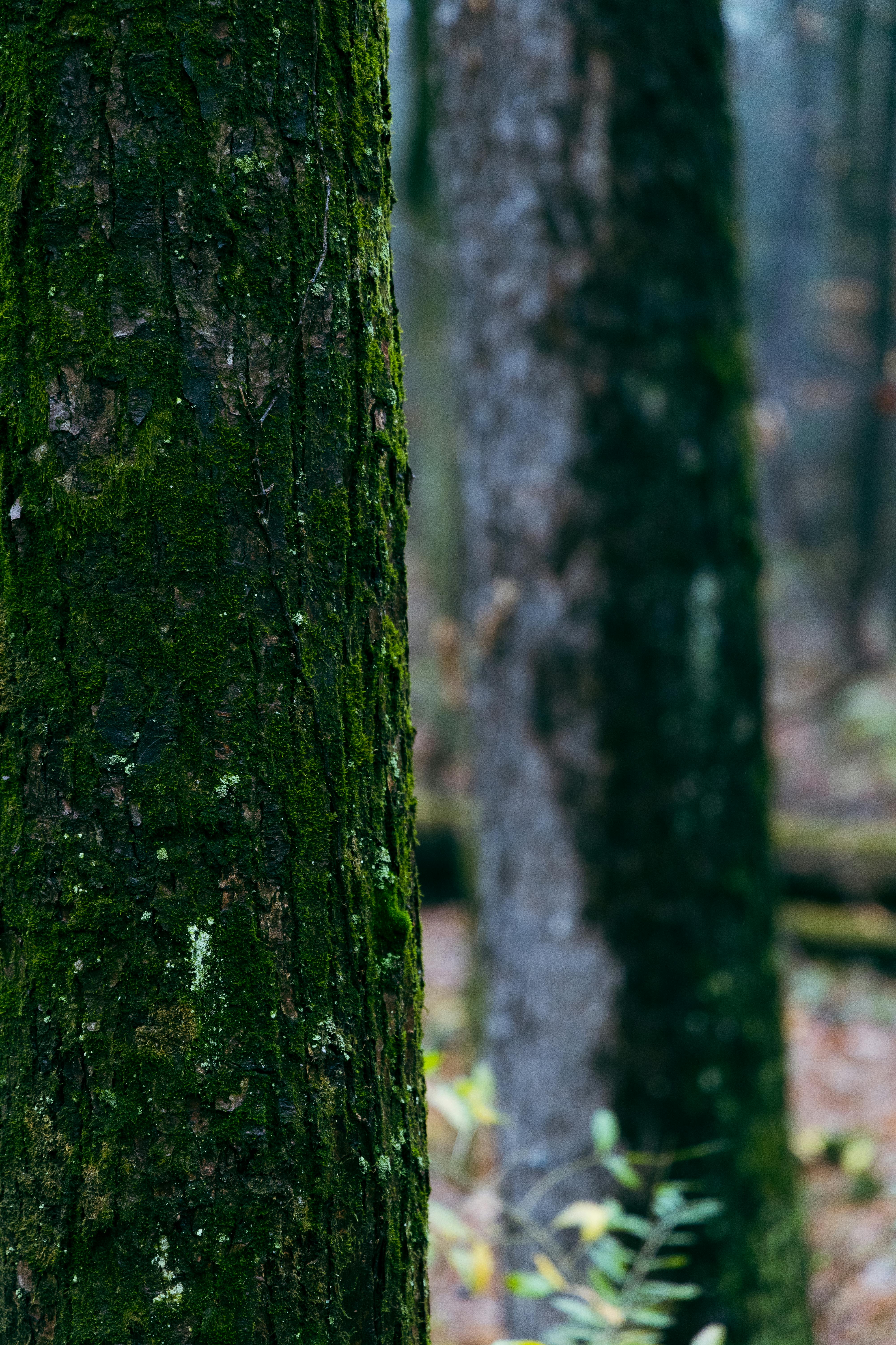 Raw Imge Tree Photos, Download The BEST Free Raw Imge Tree Stock Photos ...