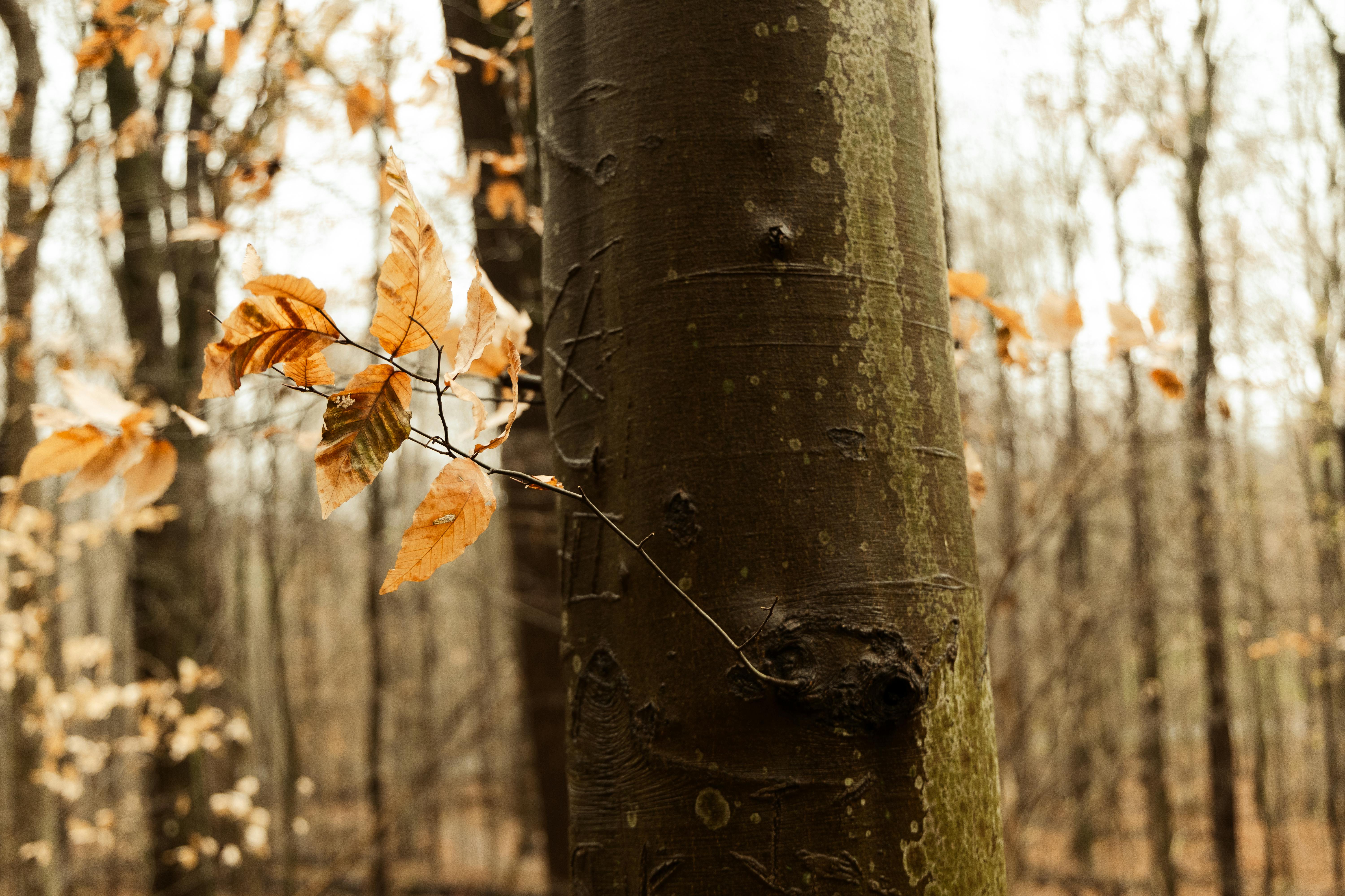 Brown Tree Trunk · Free Stock Photo