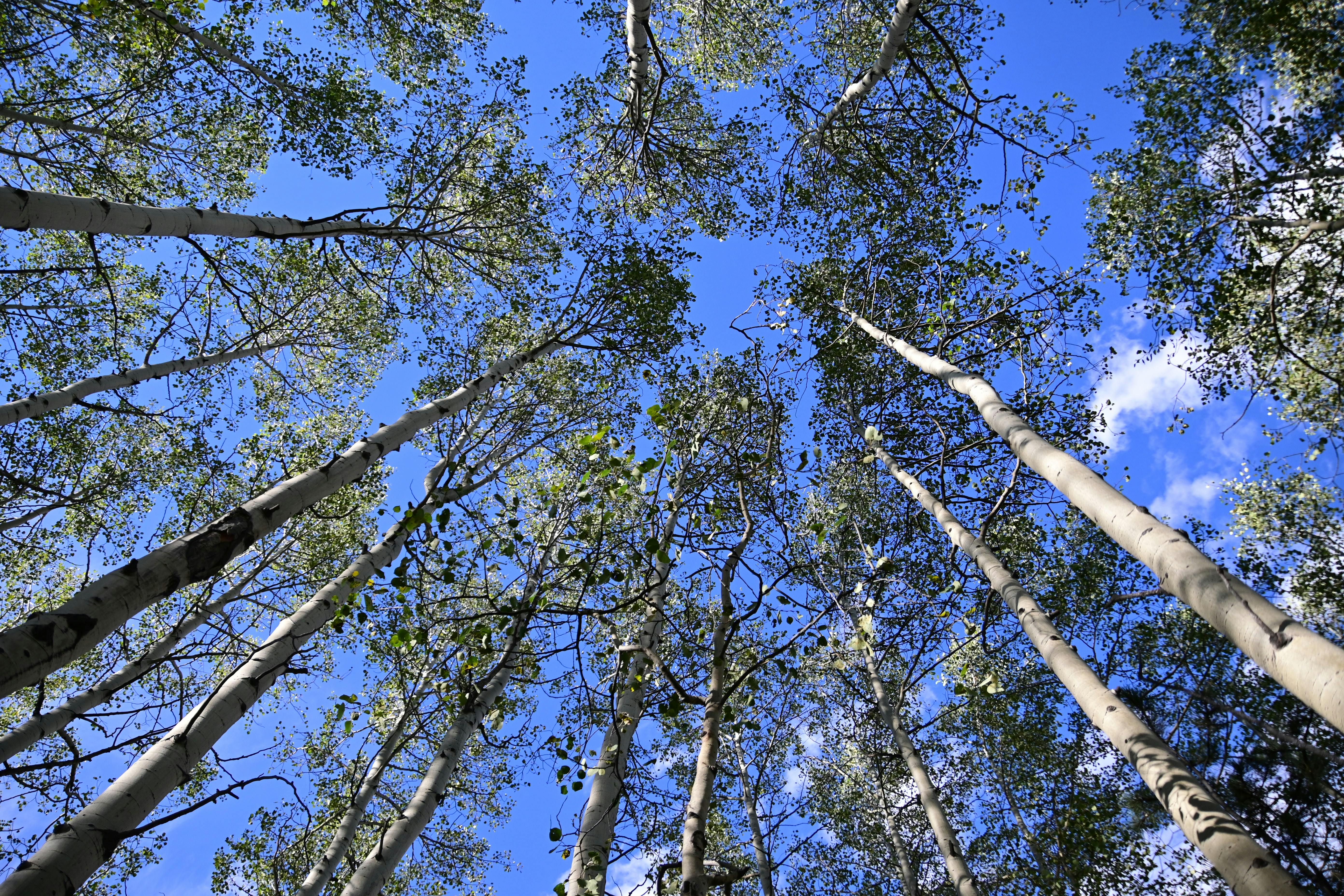 Scenic Aspen Trees Reaching into the Sky · Free Stock Photo