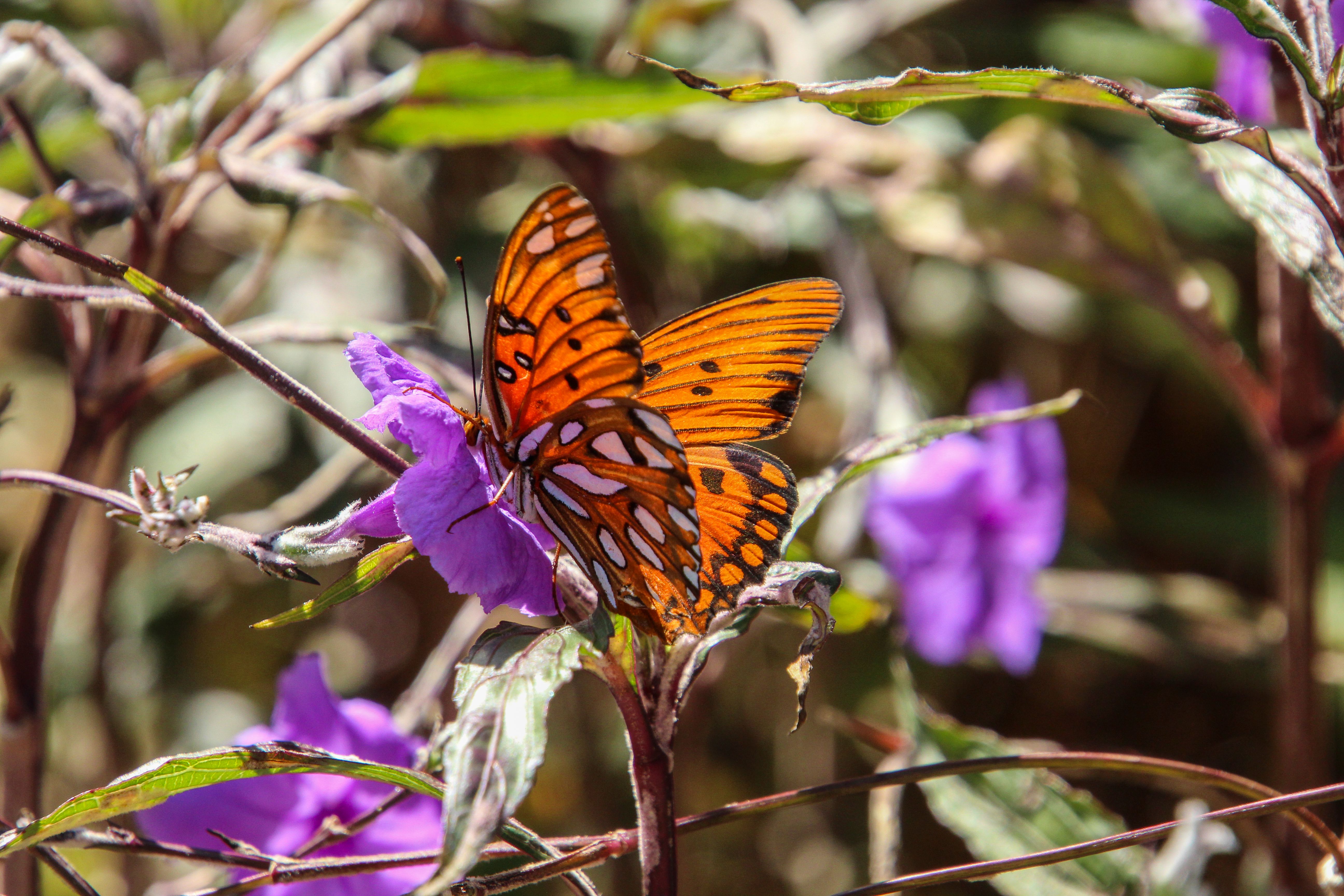 Vibrant Gulf Fritillary on Purple Flowering Plant · Free Stock Photo