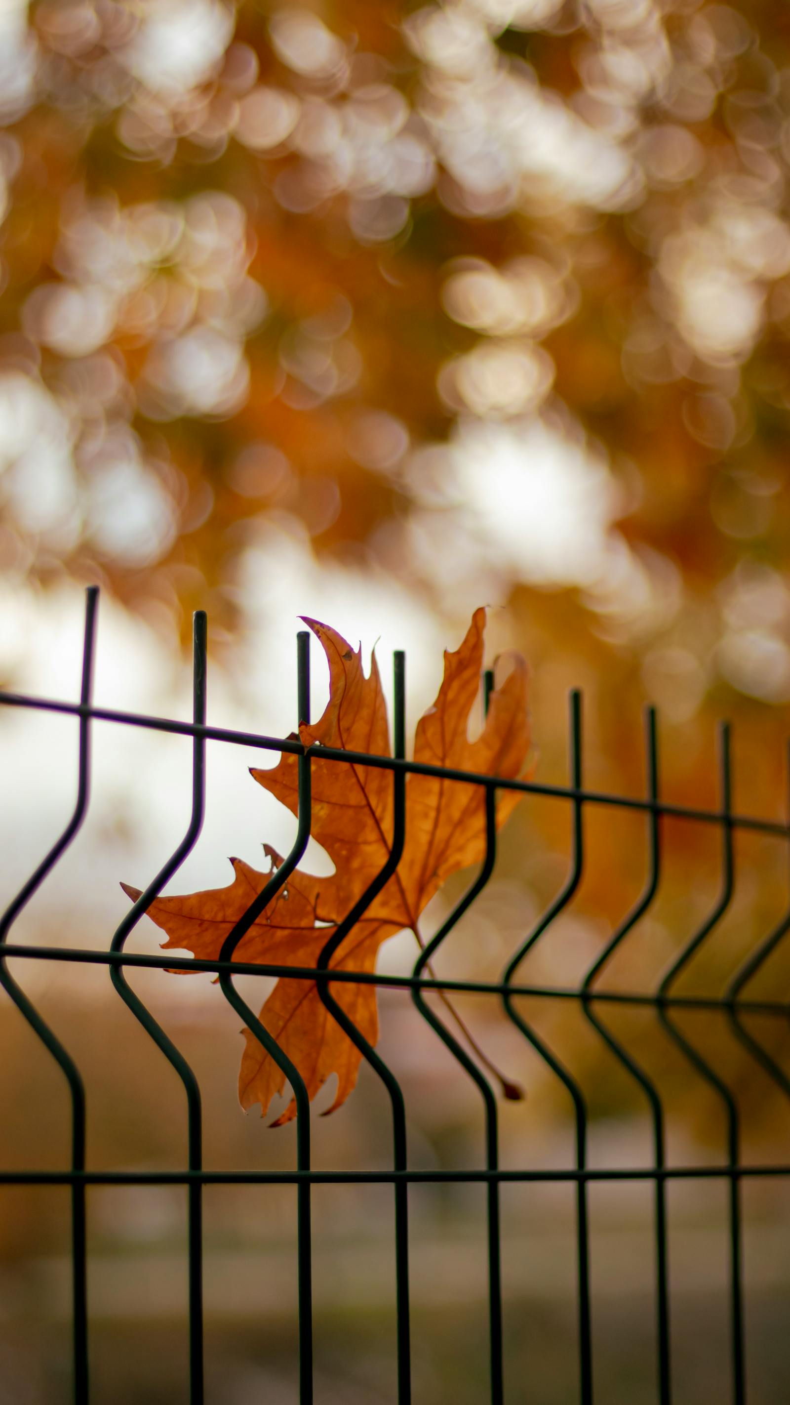 Texture Metal Photos, Download The BEST Free Texture Metal Stock Photos ...